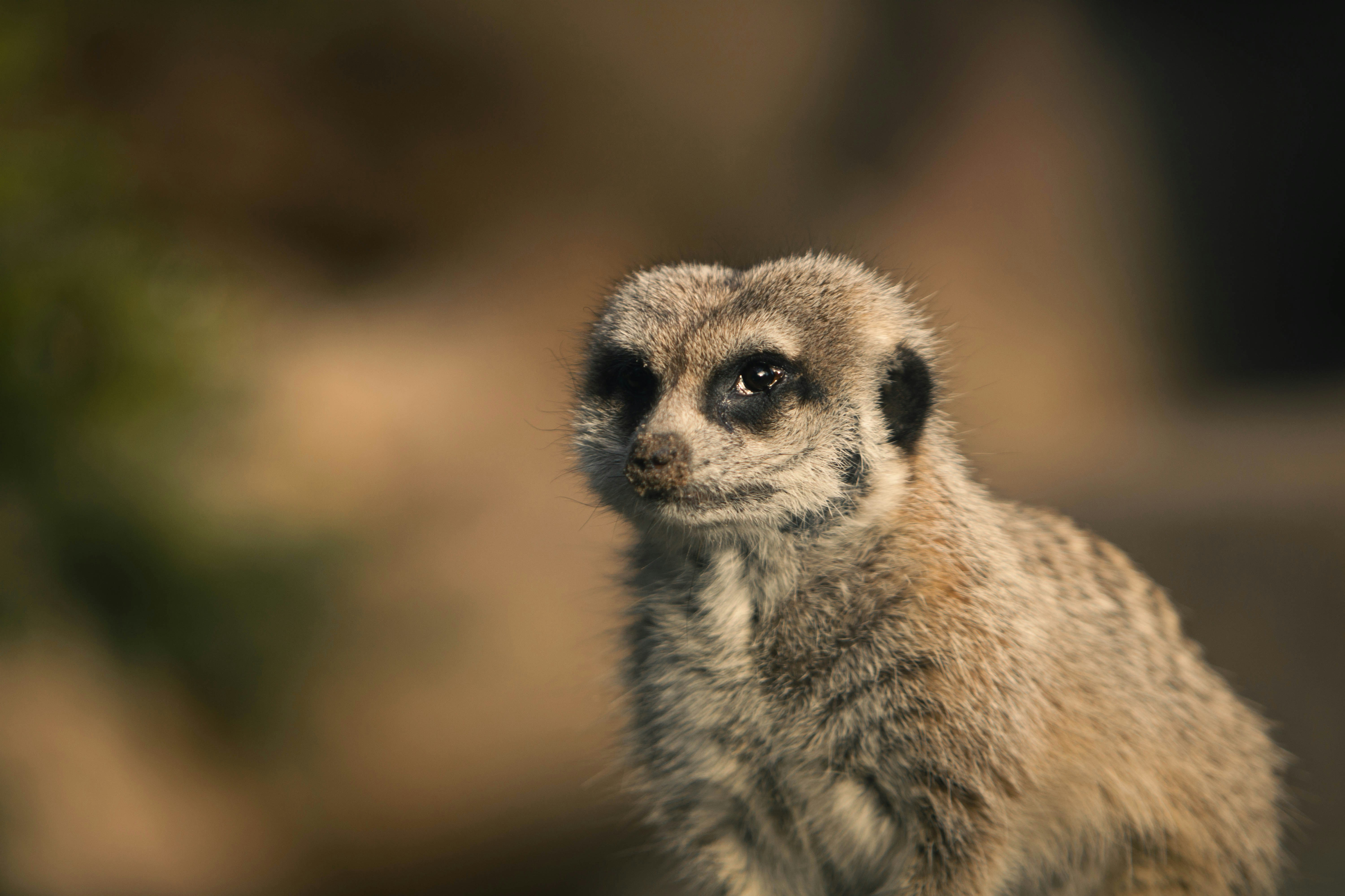A small animal looking at the camera photo – Free Image on Unsplash