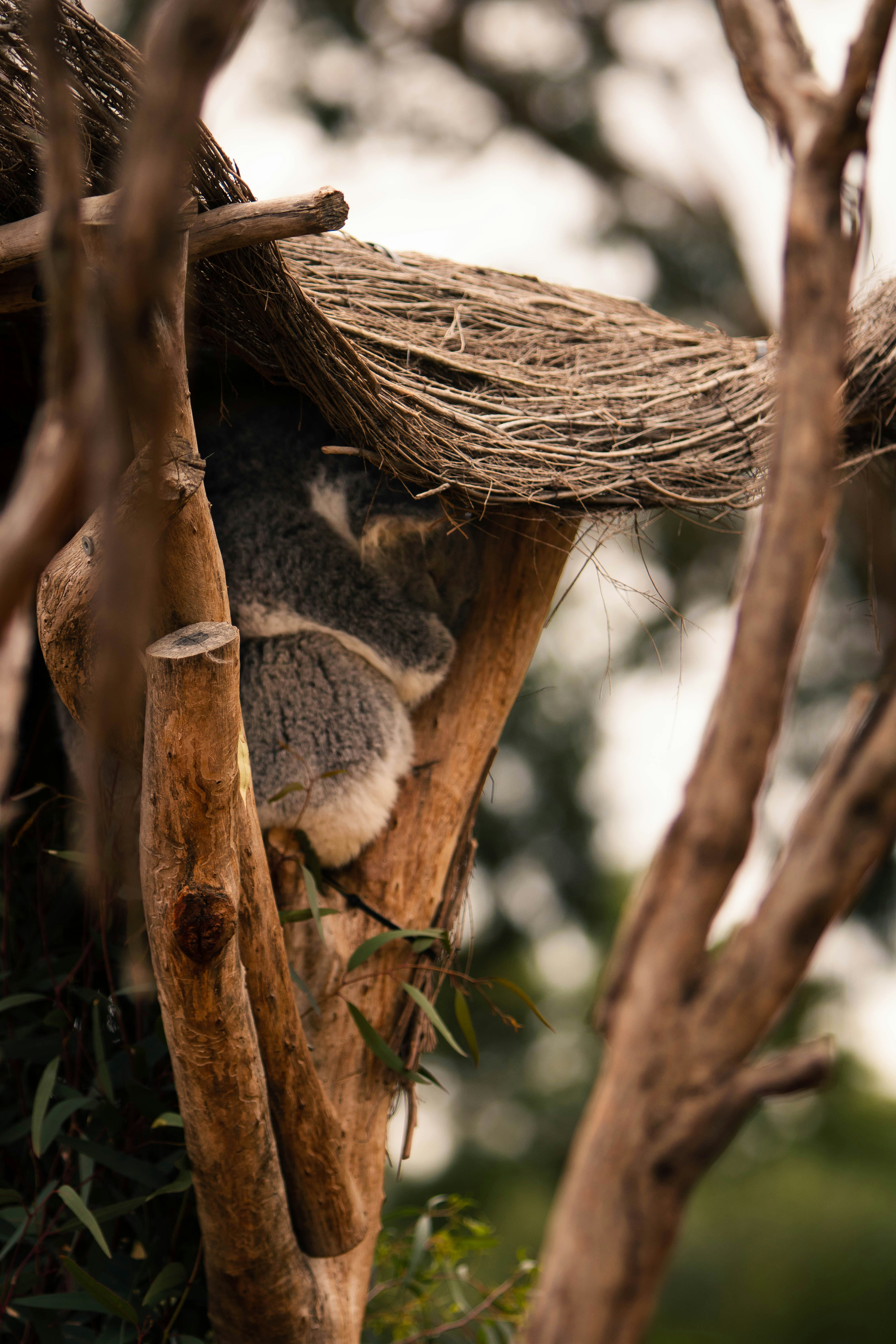 Whiskered Hideaway: A fuzzy resident peers from a twig-woven den under a thatched roof