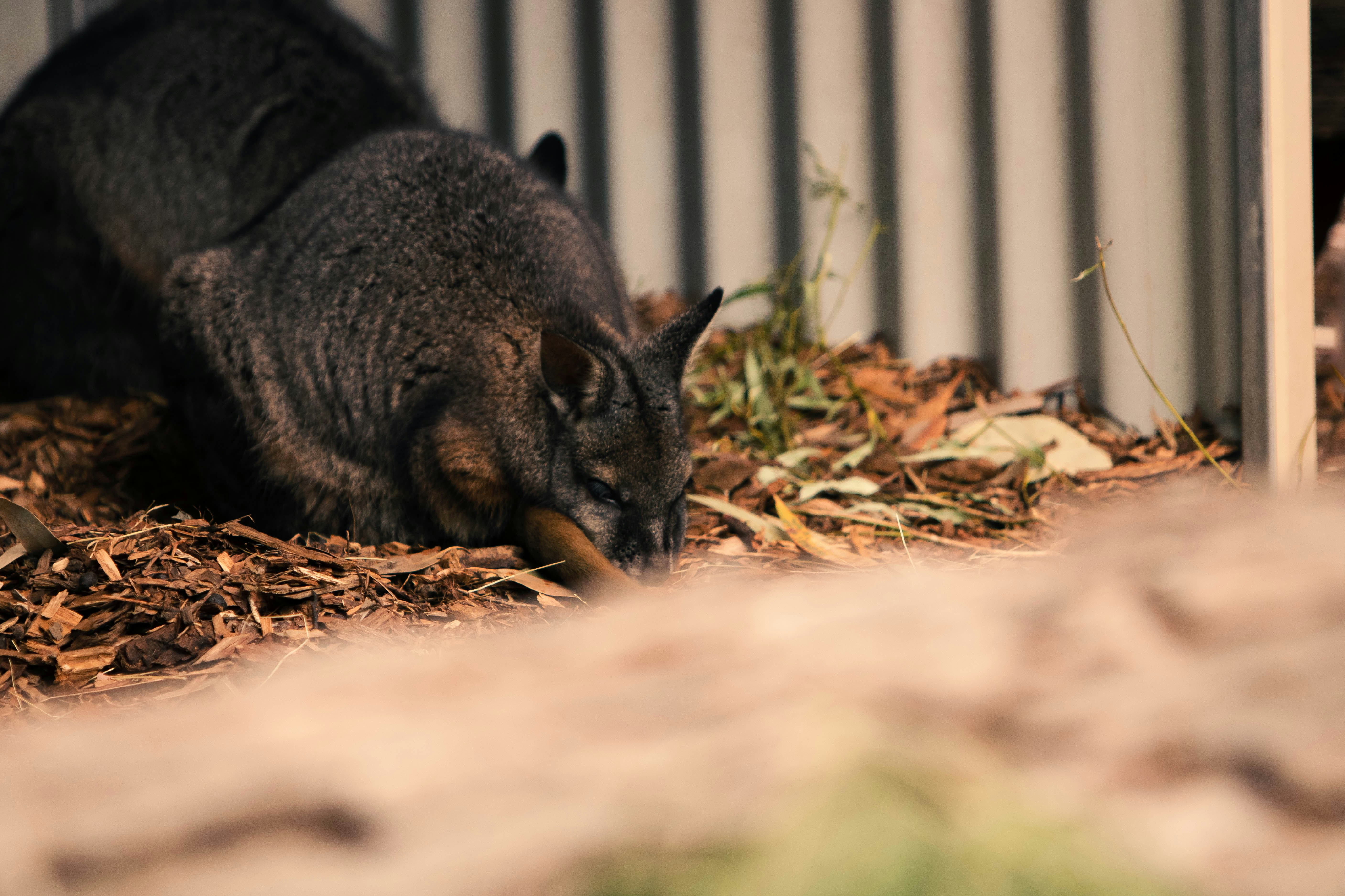 a couple of rodents eating