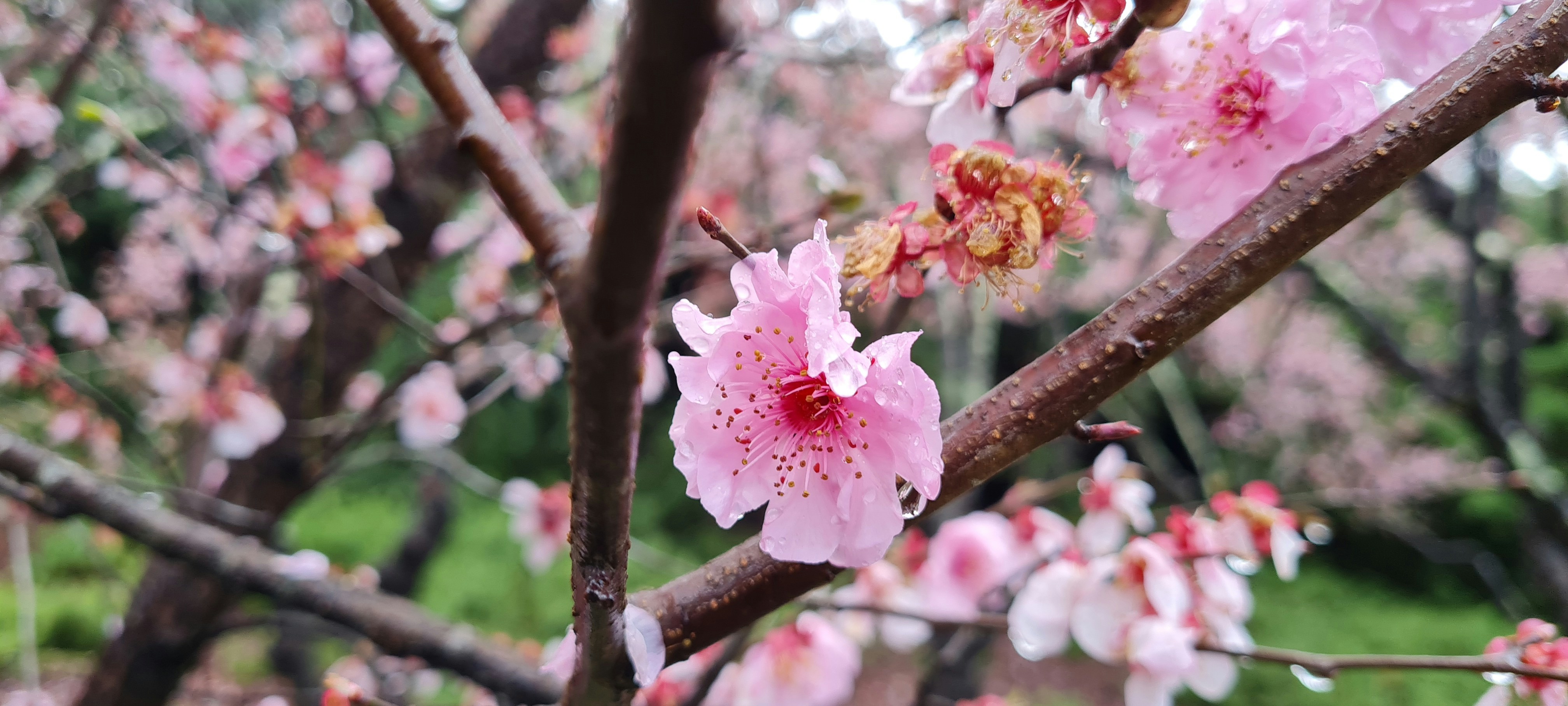 Soft Bloom Close-Up: Pink Sakura on a Sunlit Branch