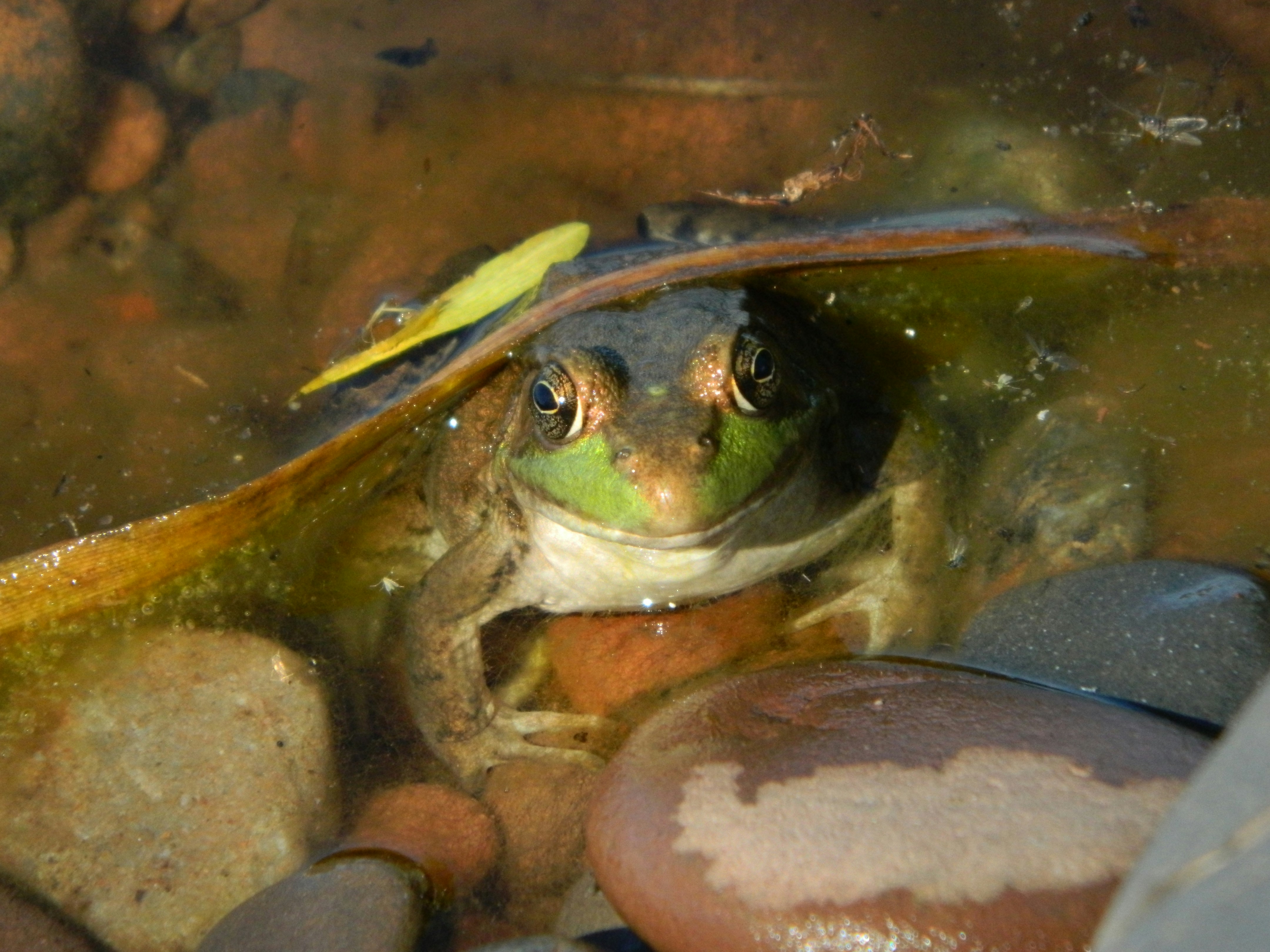 A green frog peeking from beneath a leaf in a shallow stream, surrounded by smooth pebbles. The tranquil scene captures the essence of aquatic life.