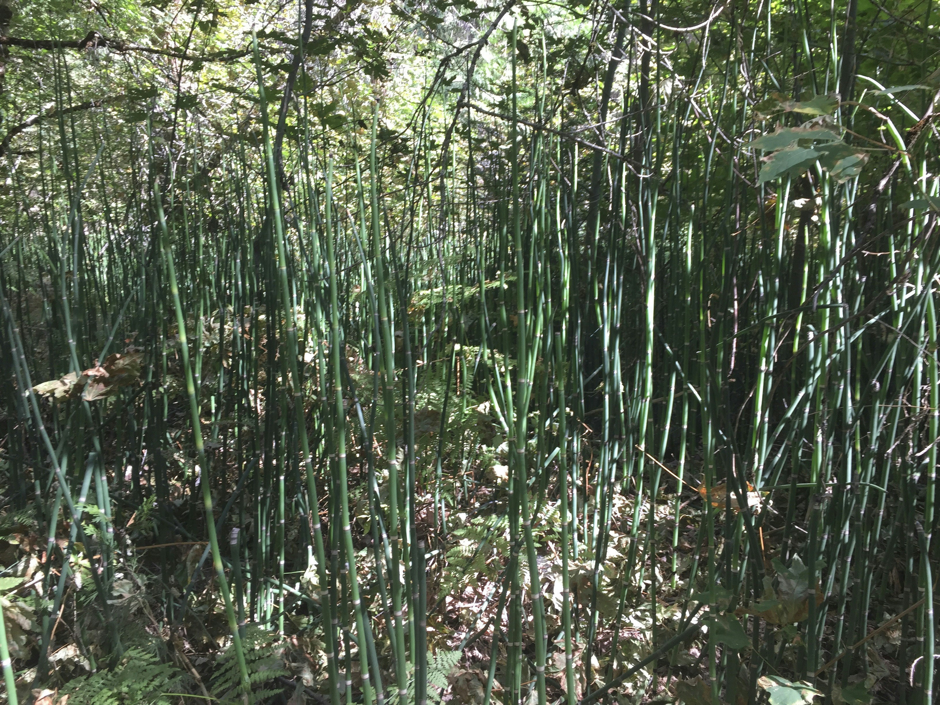 The wonderful bamboo forest in Yosemite Village in California, USA