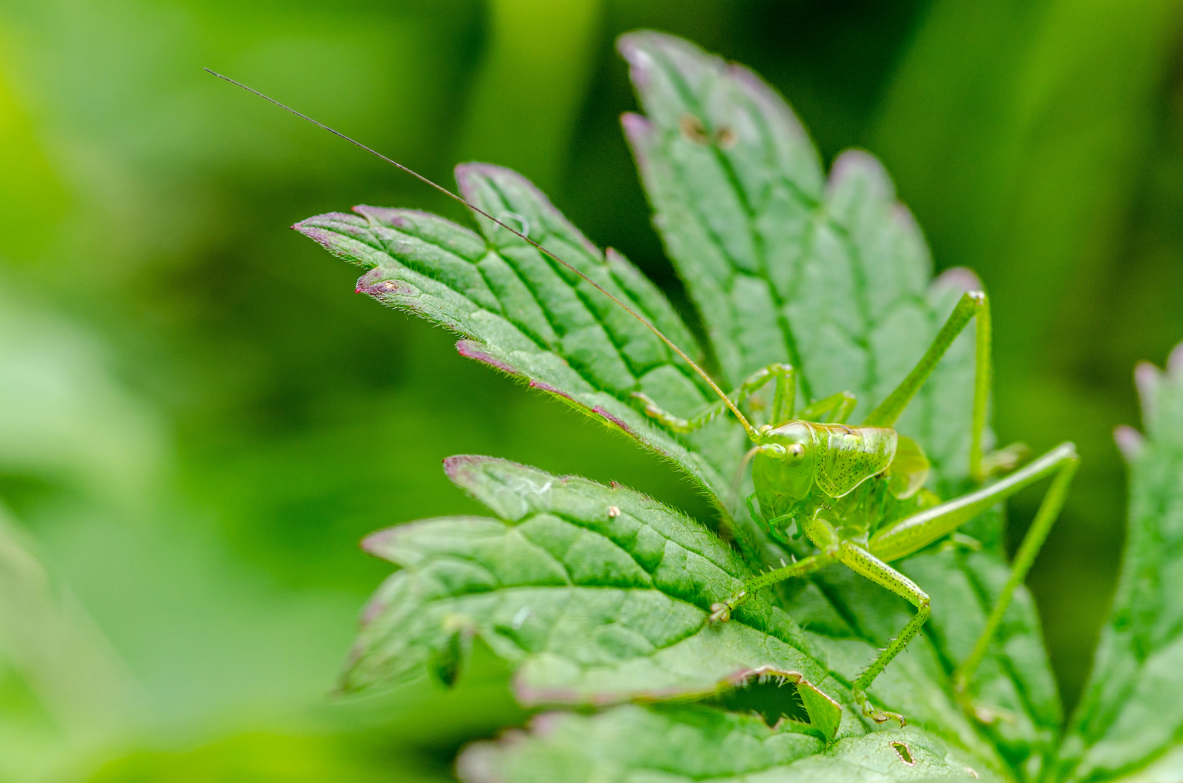 Un insecte vert sur une feuille photo – Photo Insecte Gratuite sur Unsplash