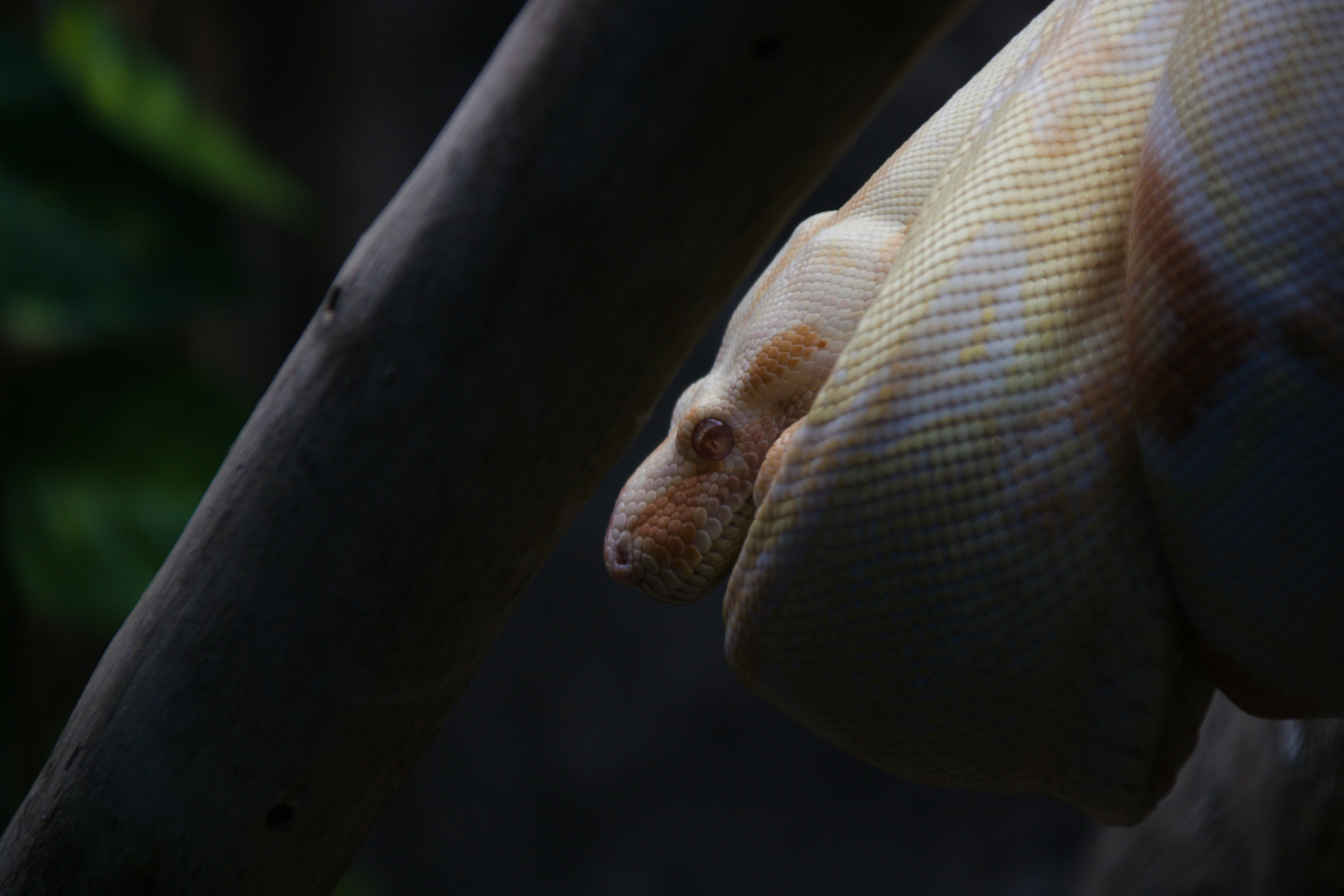 A snake on a branch photo – Free Image on Unsplash