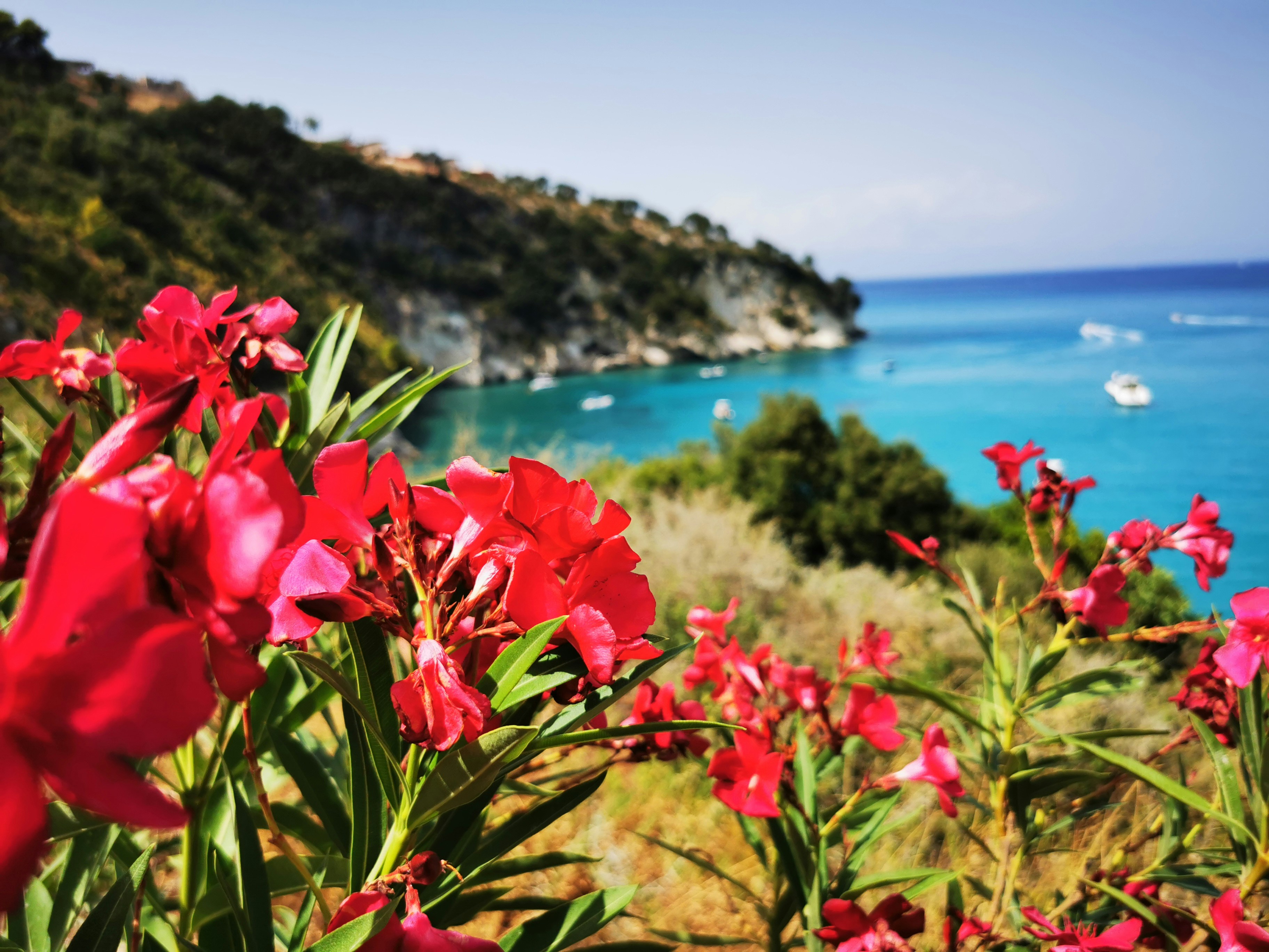 a group of flowers next to a body of water