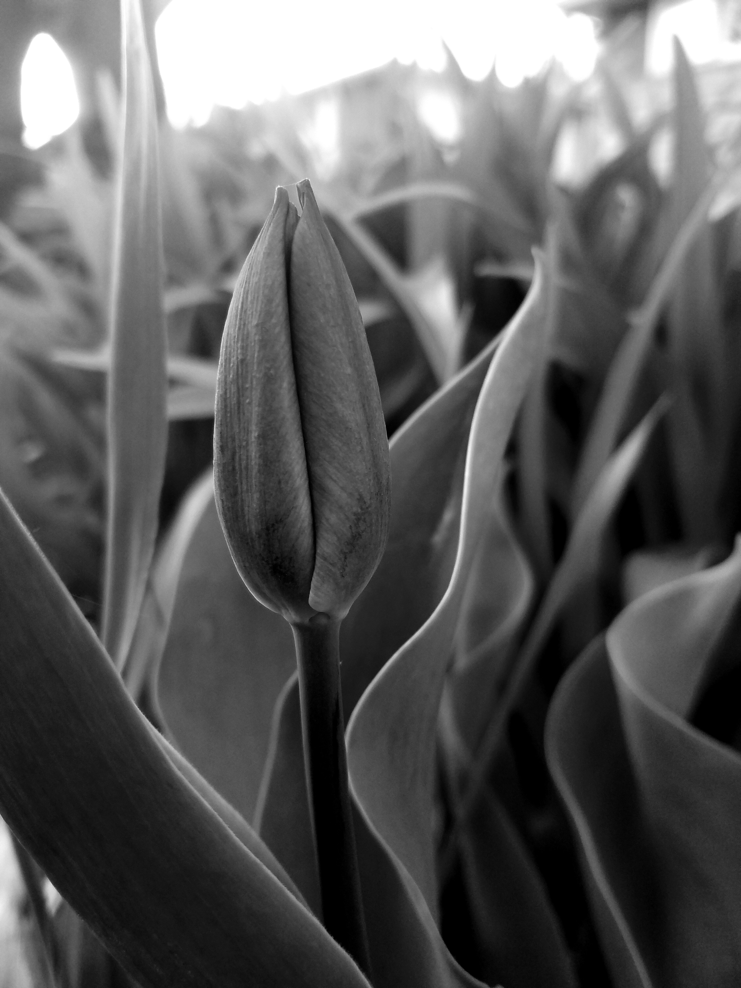 black-and-white photo of tulip