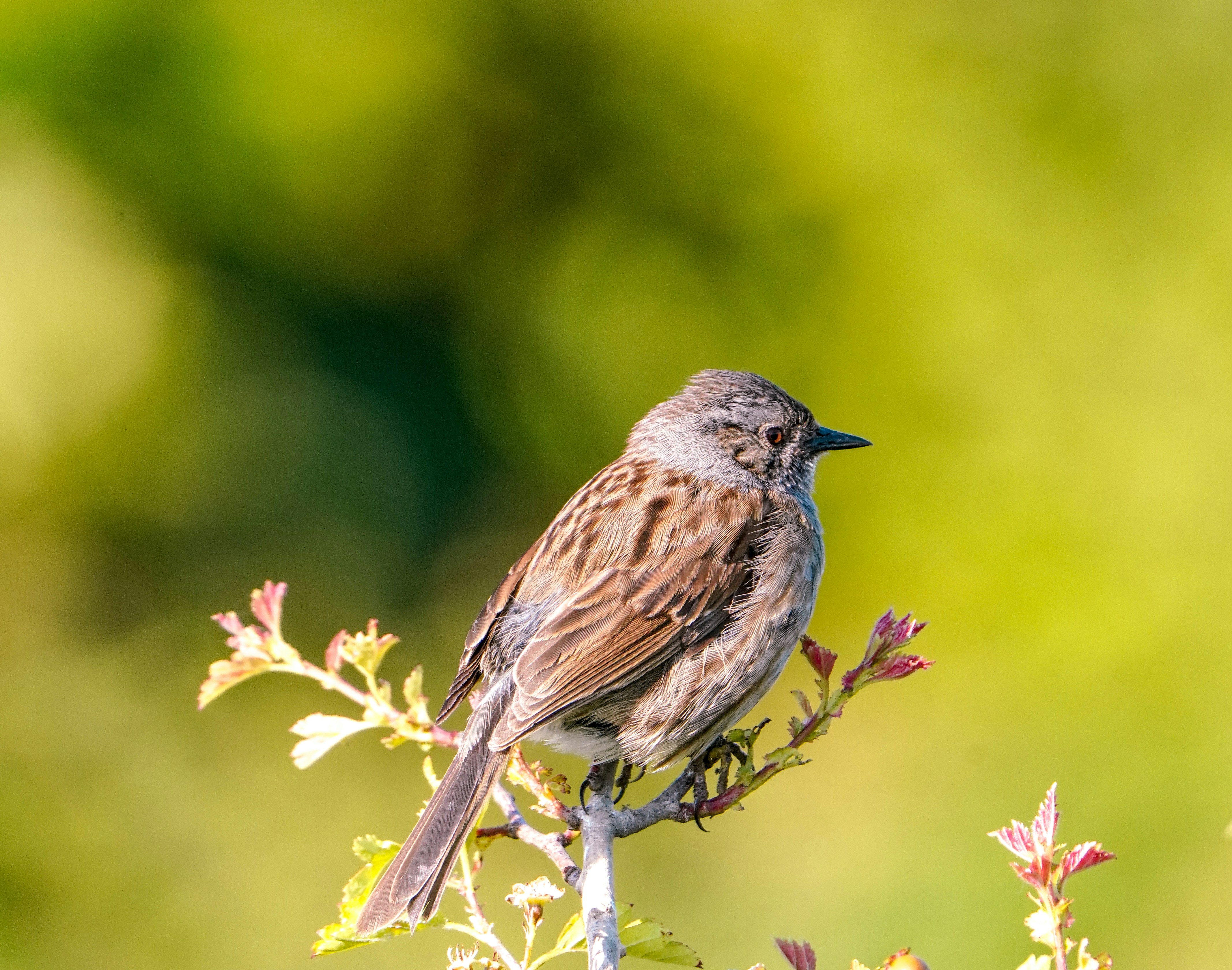 A small bird perched on a budding branch, surrounded by a soft, blurred background of green hues. The scene captures a moment of tranquility in nature.