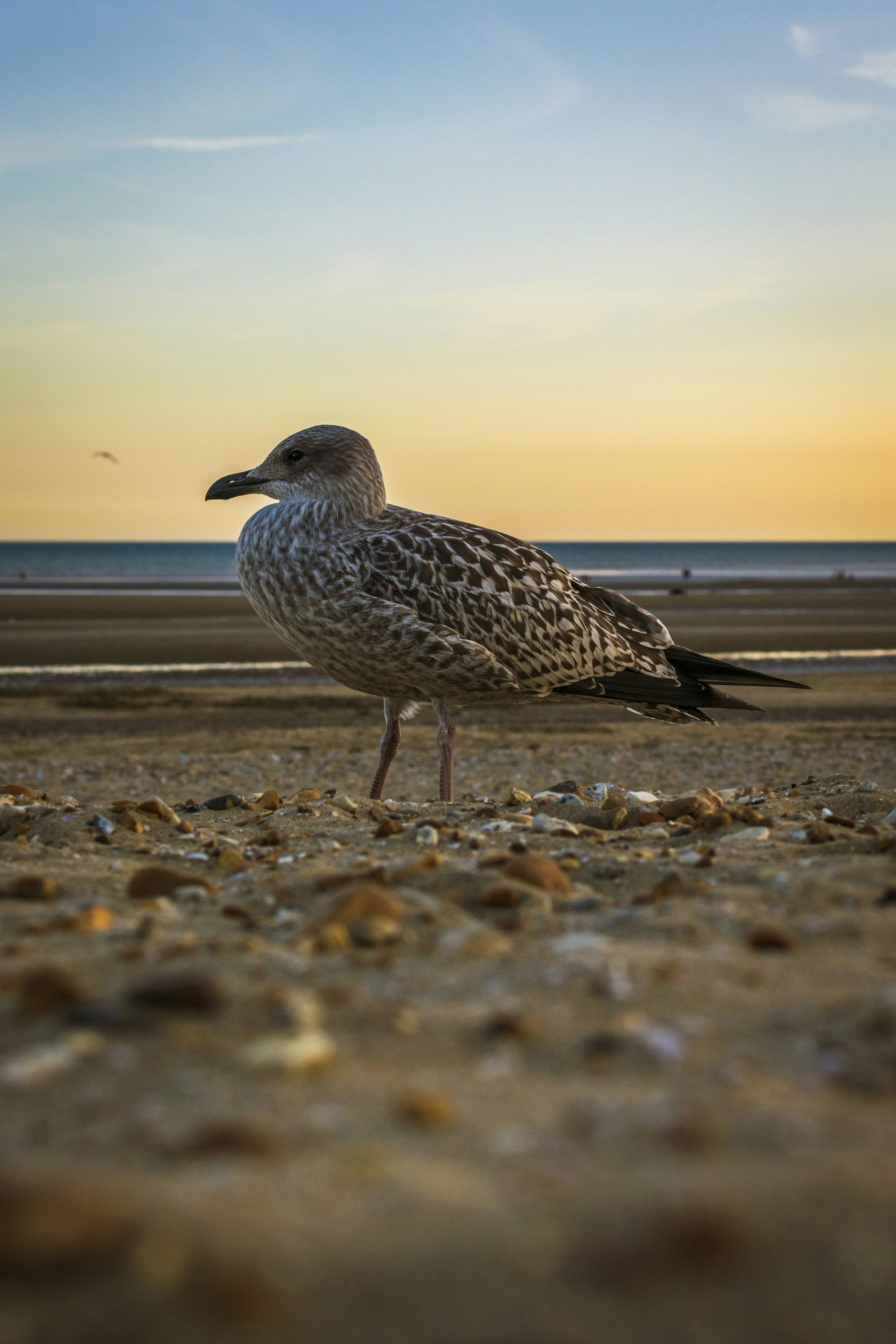 Sunset Sentinel: Juvenile Gull on a Pebbled Shore