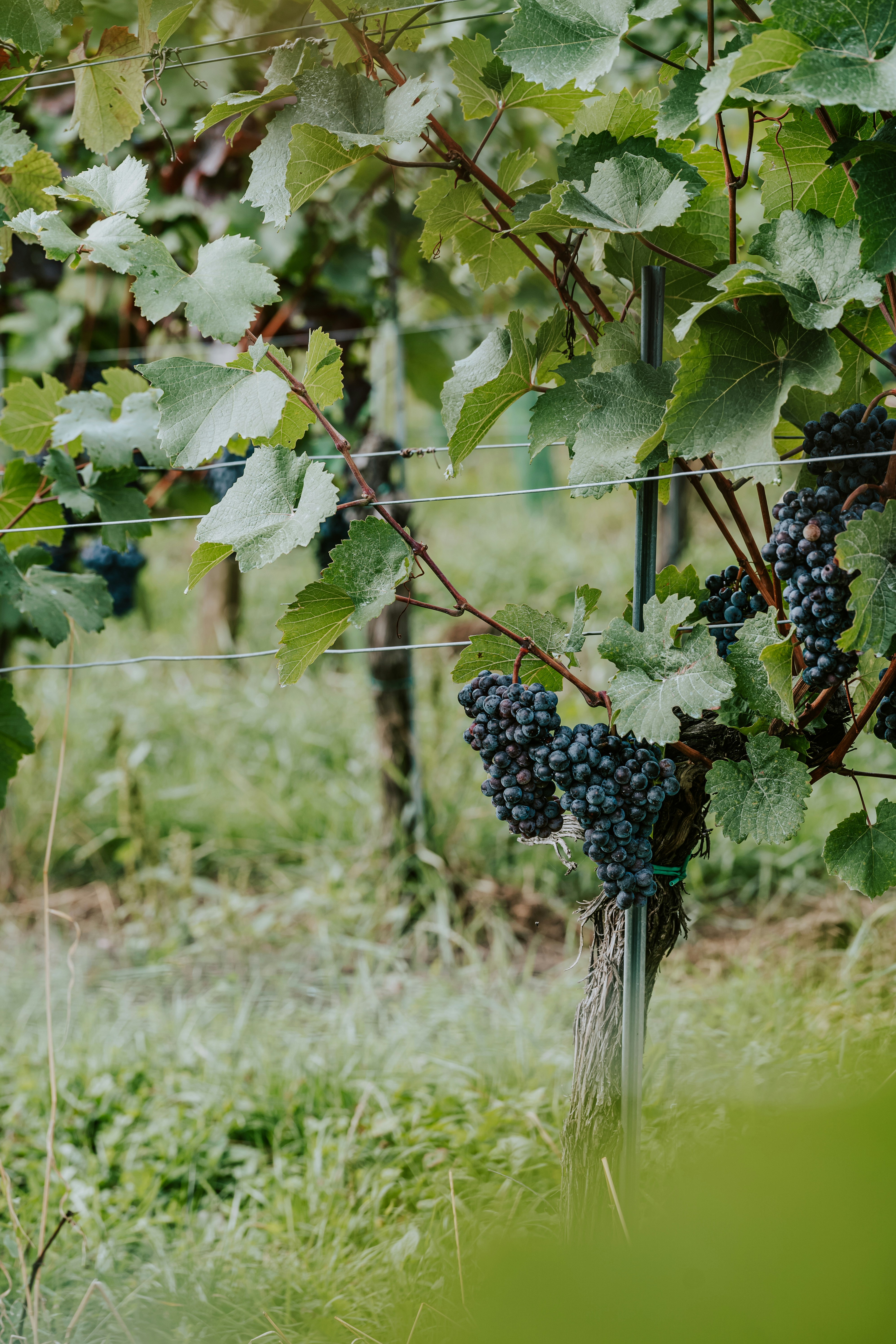 Foto Close-up anggur yang tumbuh di pohon anggur – Gambar Anggur merah ...