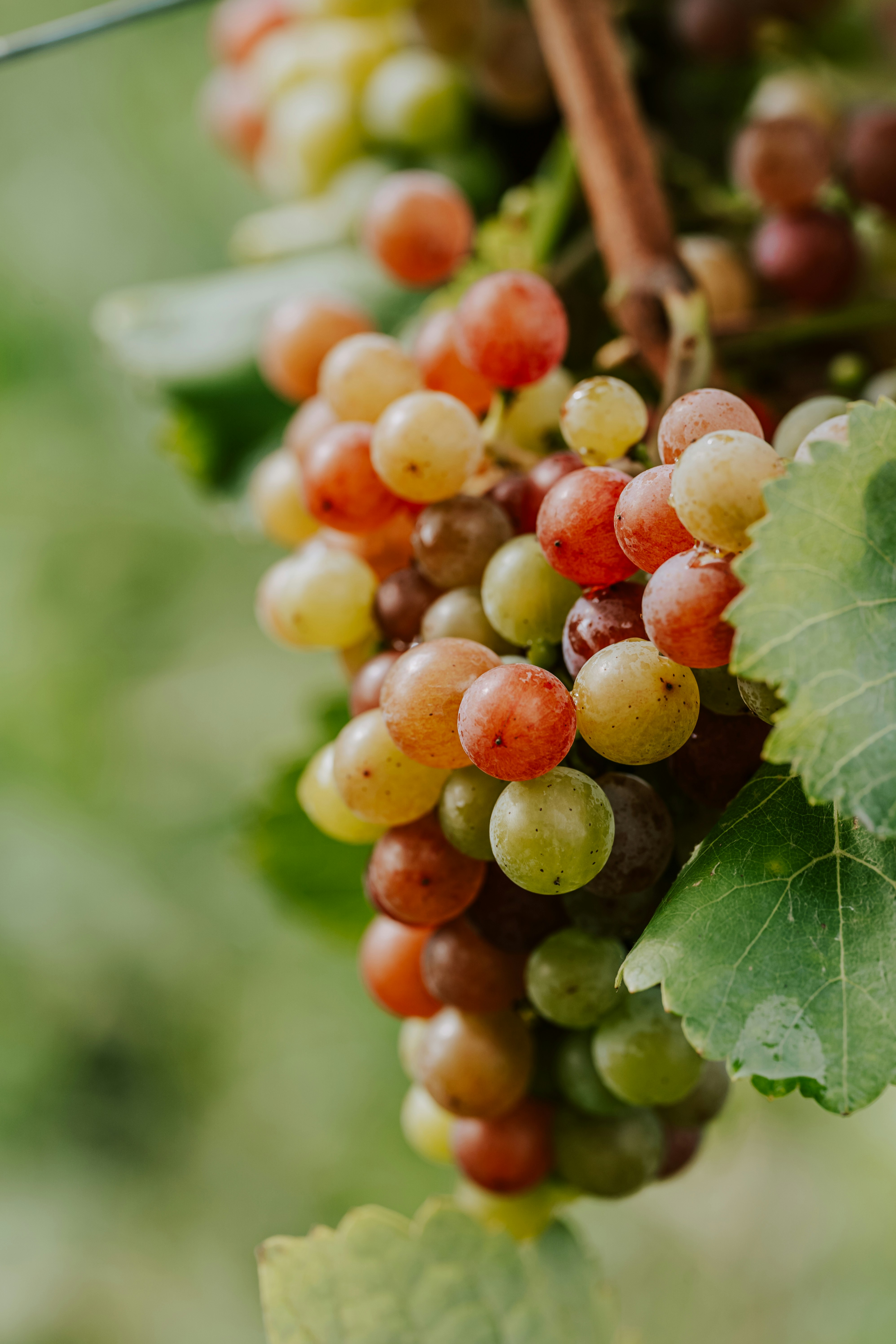 Vine grapes | a close up of some berries