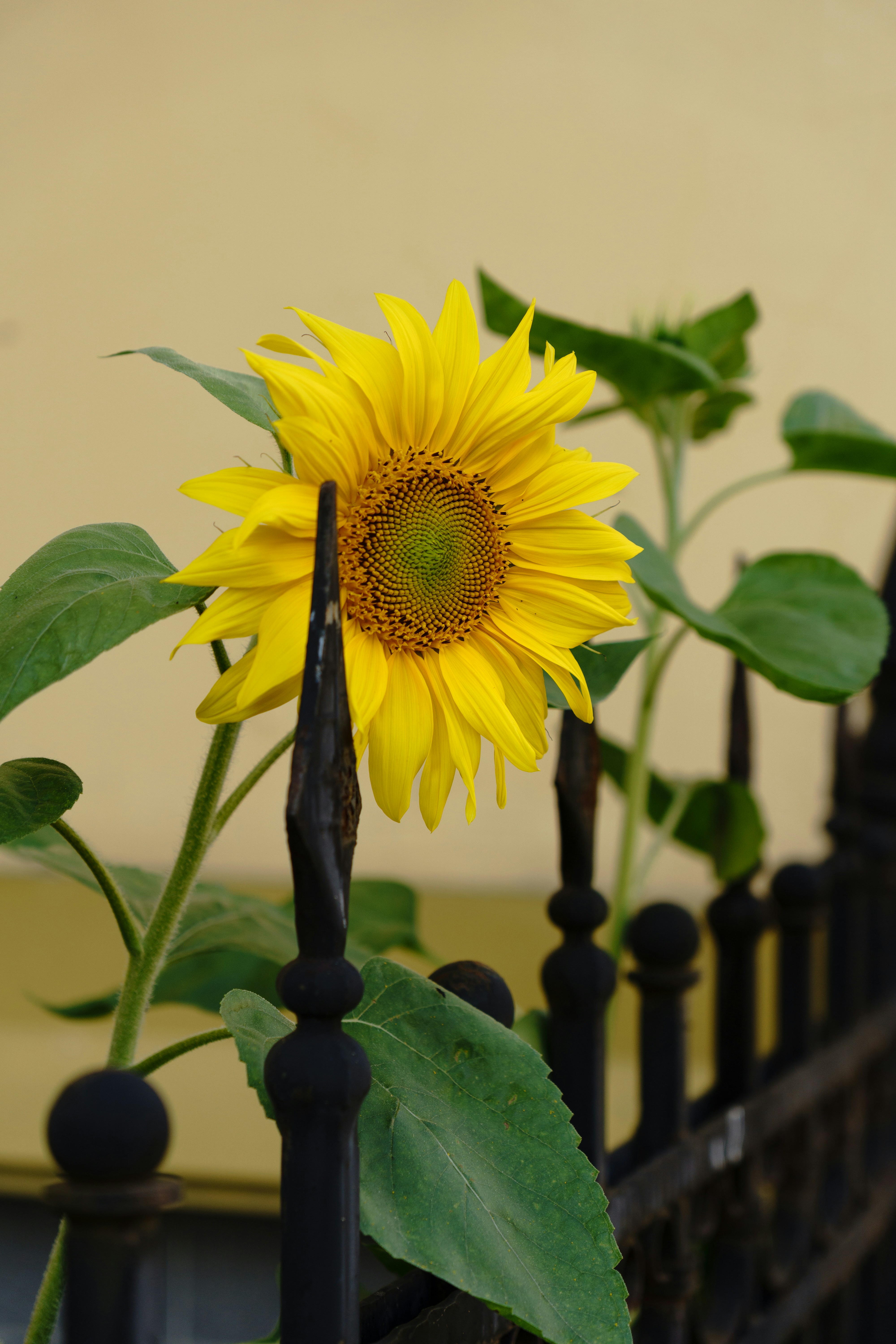 Sunflower in Focus: Blooms a Moment Over the Railing