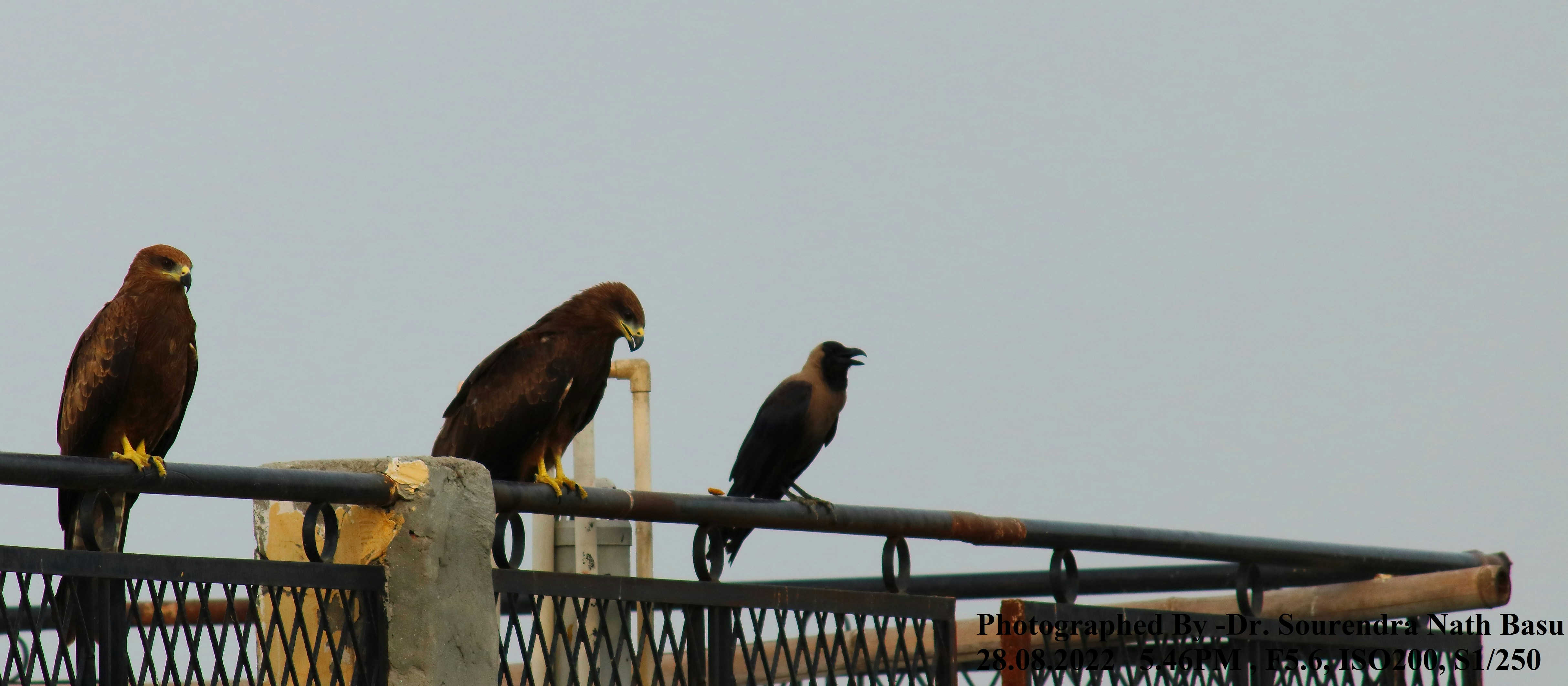 Interspecies Meeting on terrace 🤪
FL 200mm
ISO 200
f/5.6
SS 1/800sec