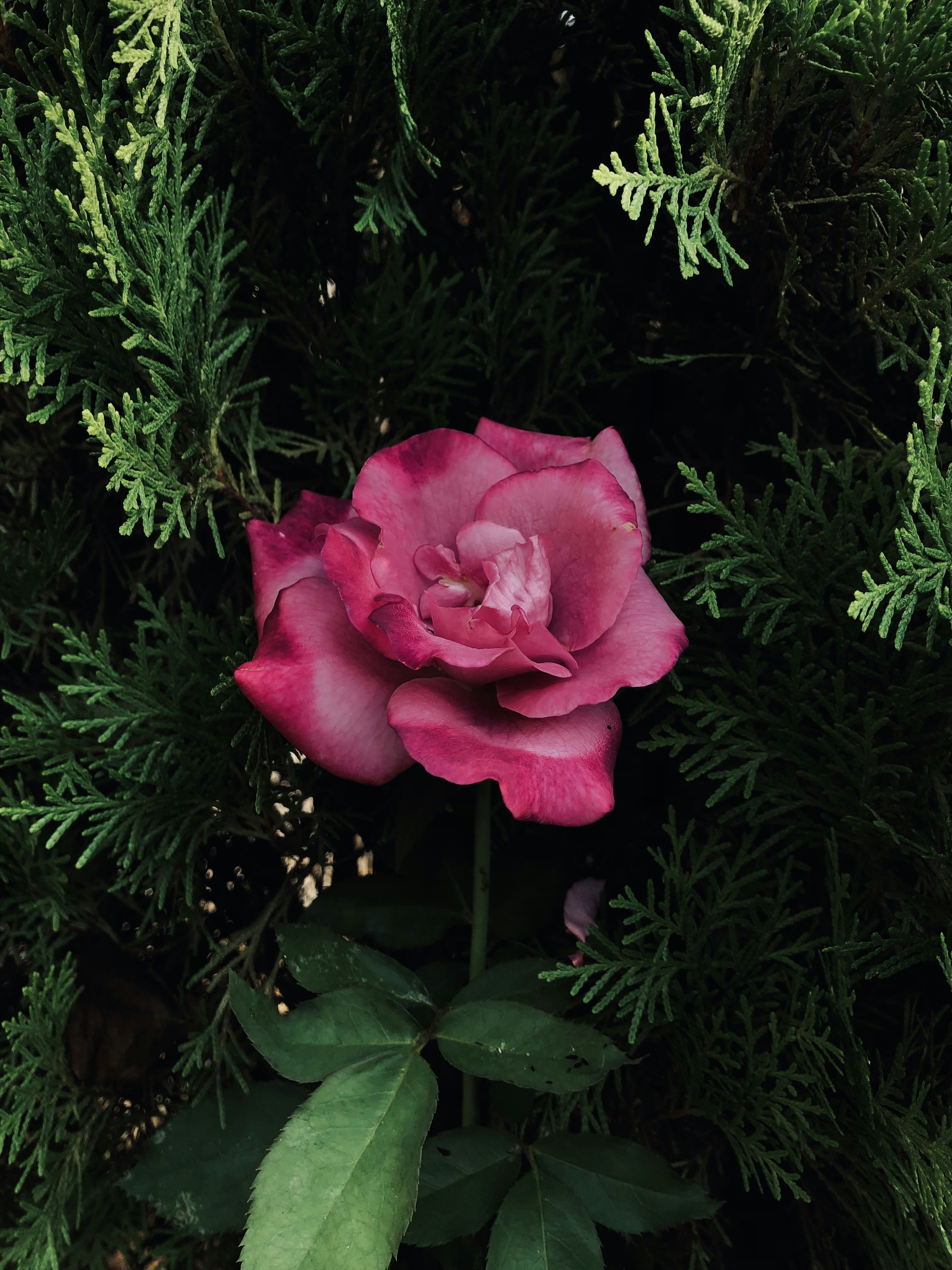 Pink Rose Emerges from Green Spikes