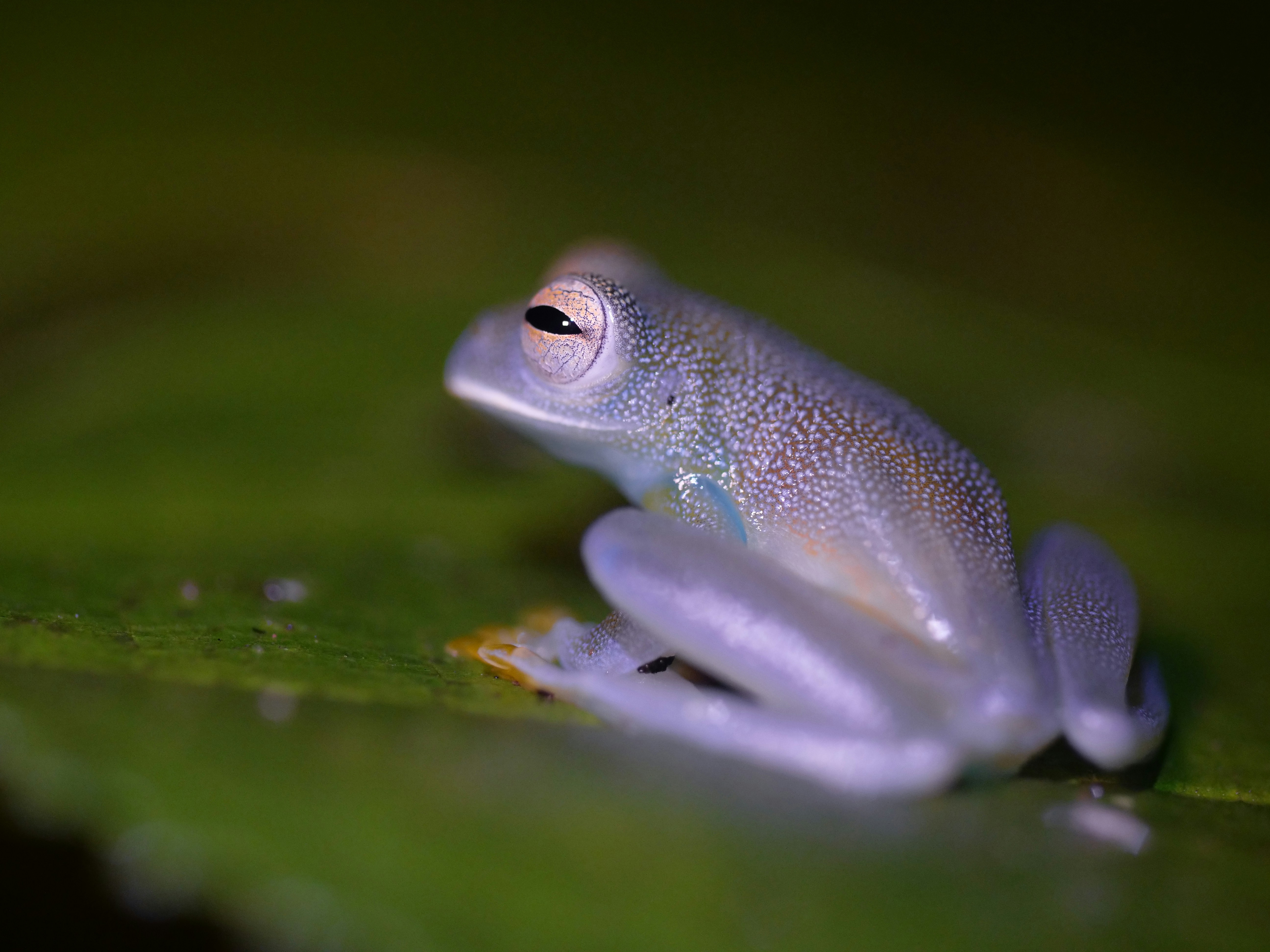 Translucent frog perched on a leaf, showcasing its delicate features against a blurred green backdrop.