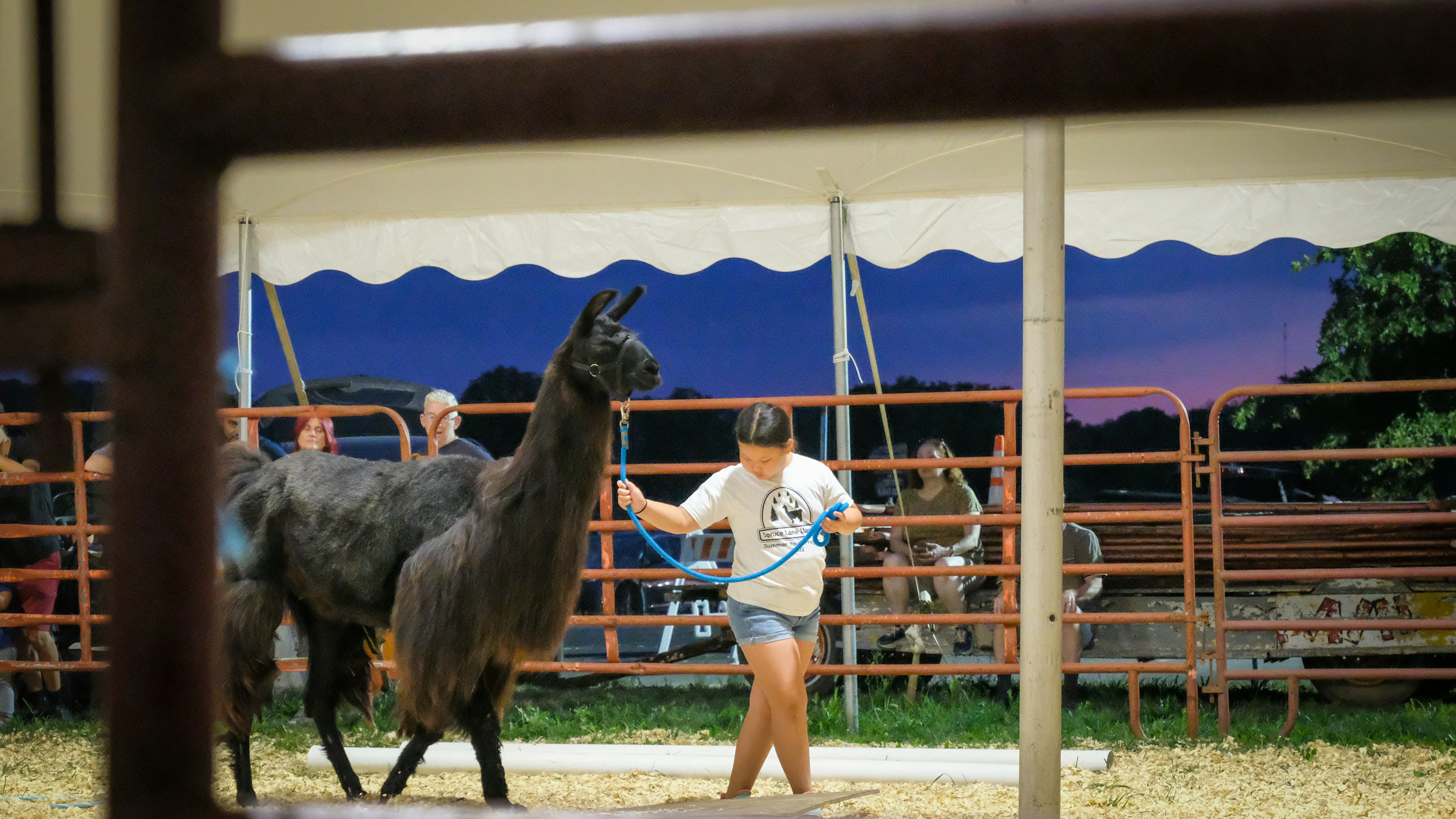 A young girl guiding a llama under a tent during an evening event, with a dusky sky in the background.