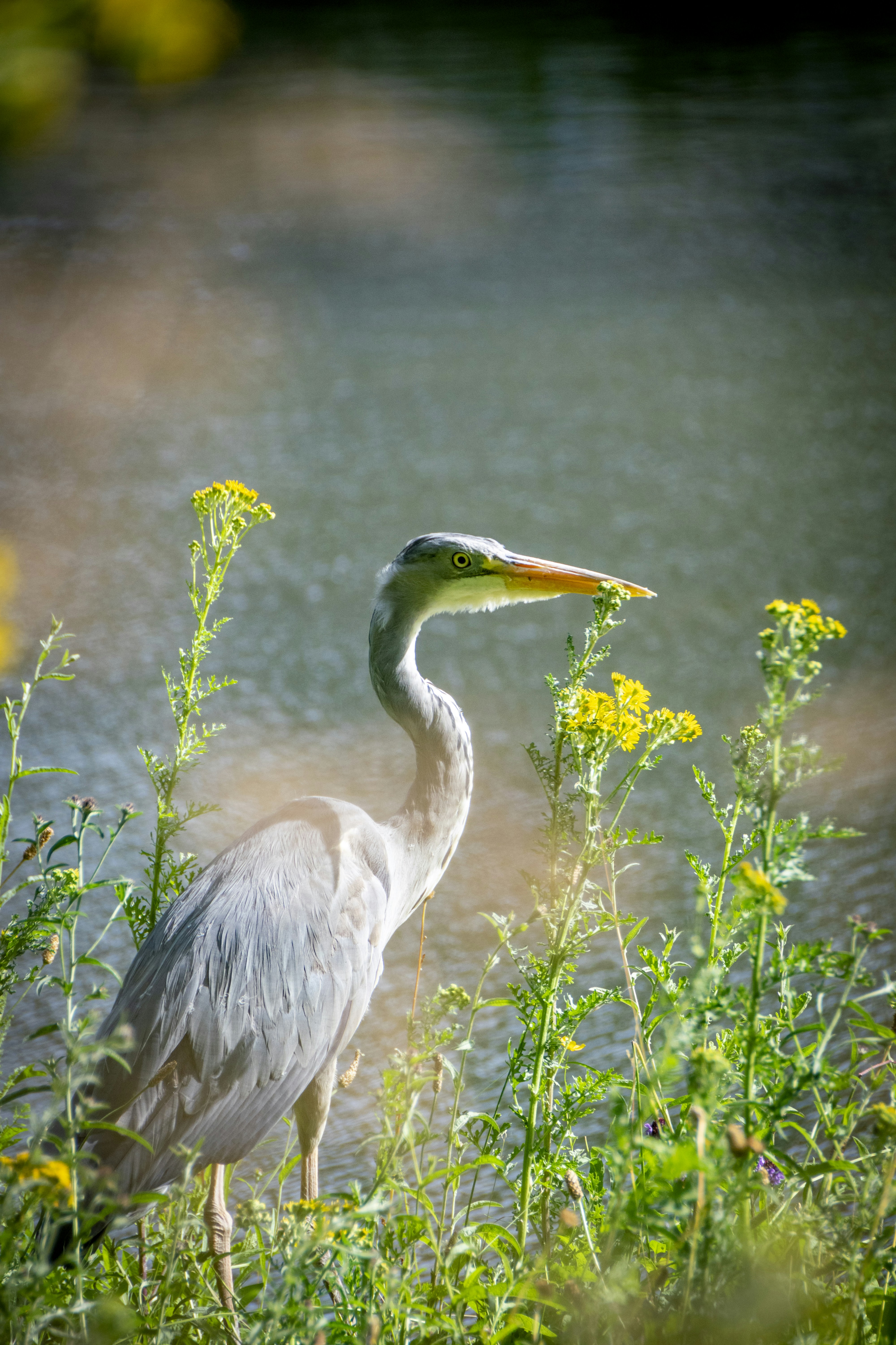 Grey Heron at the Water's Edge: Quiet Glow of Yellow Wildflowers
