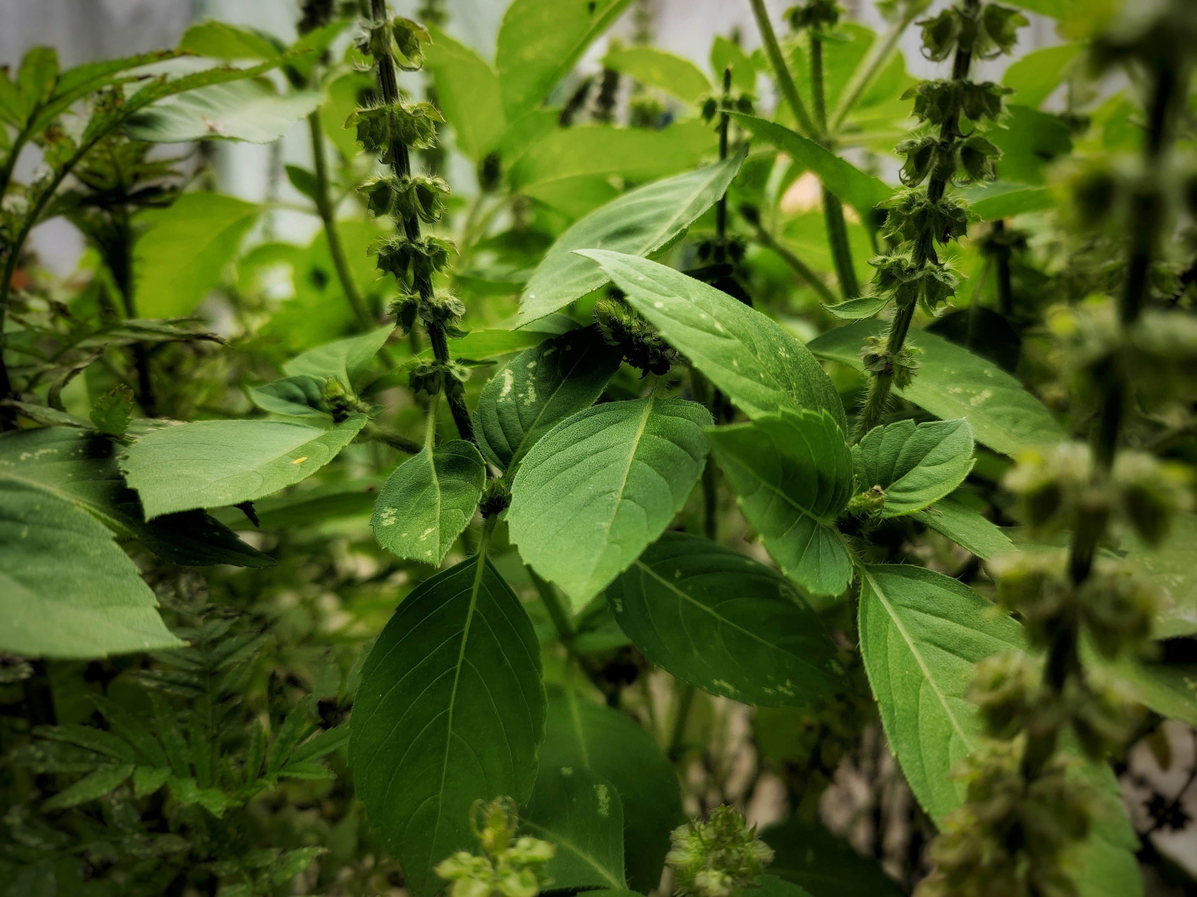 A small plant of tulsi | a close-up of some leaves