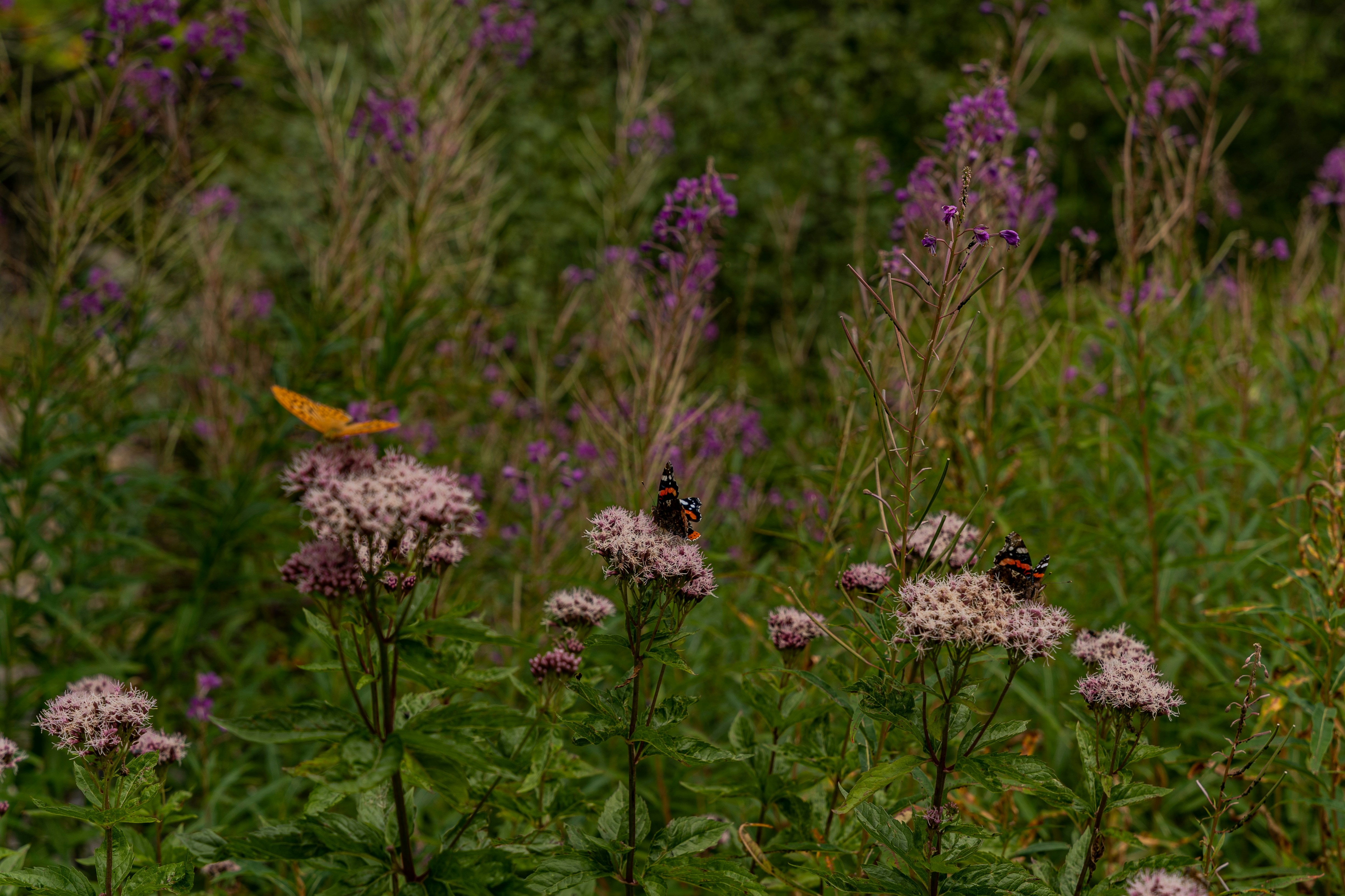 Butterflies on pale umbels: a quiet meadow moment