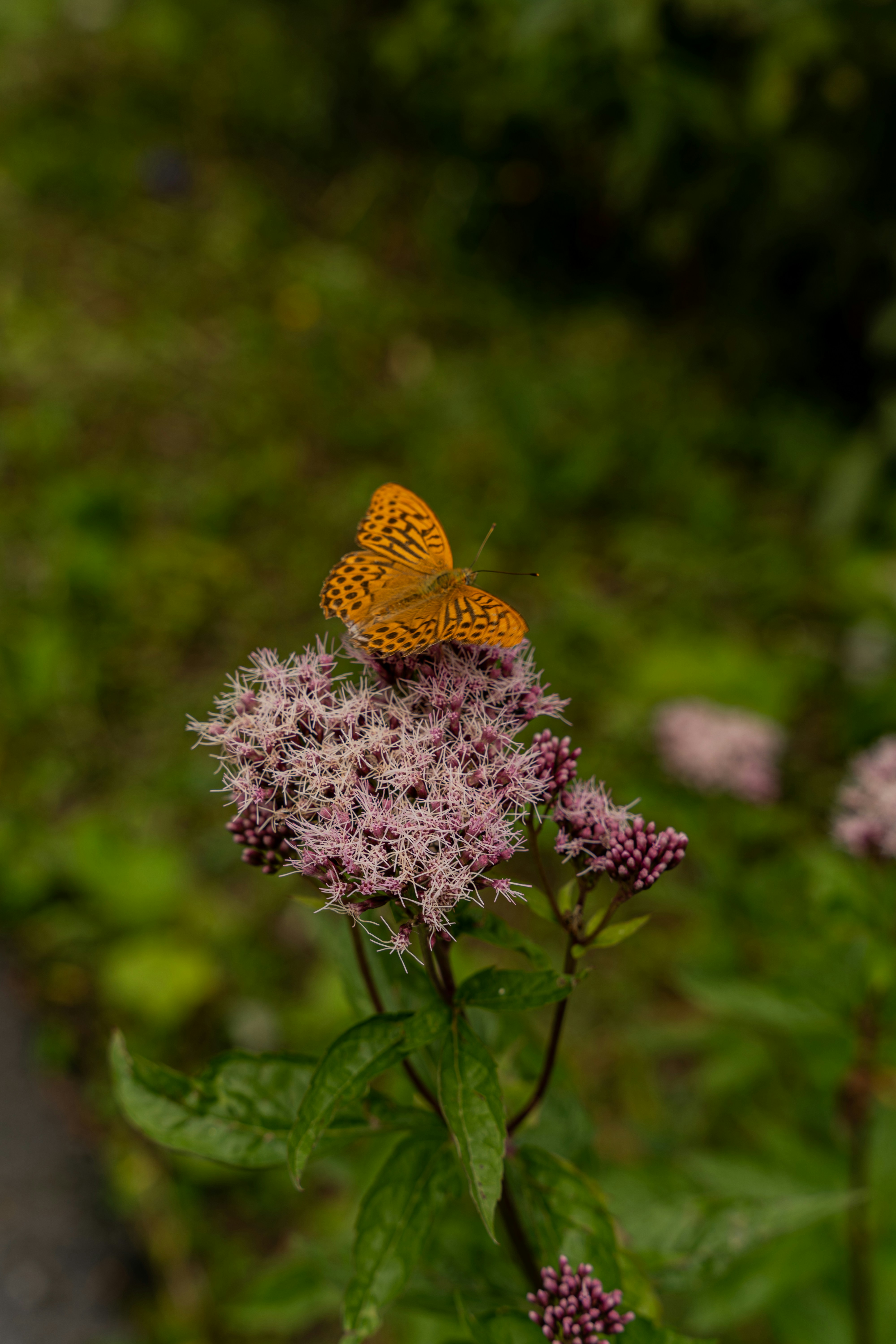 Amber Wing on Pink Sedum: a quiet garden moment of light
