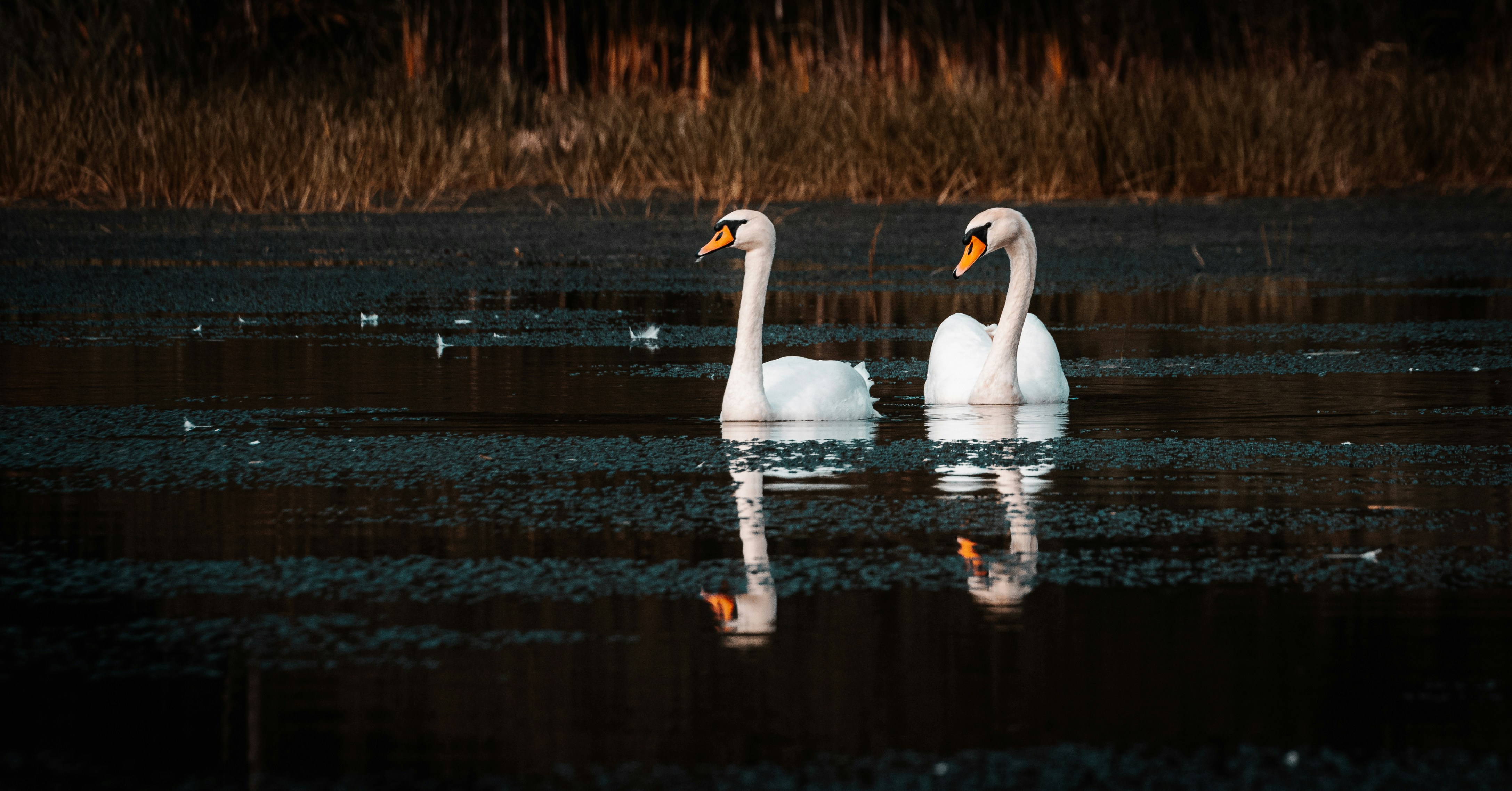 Dusk Reflections: Twin Swans on Quiet Waters