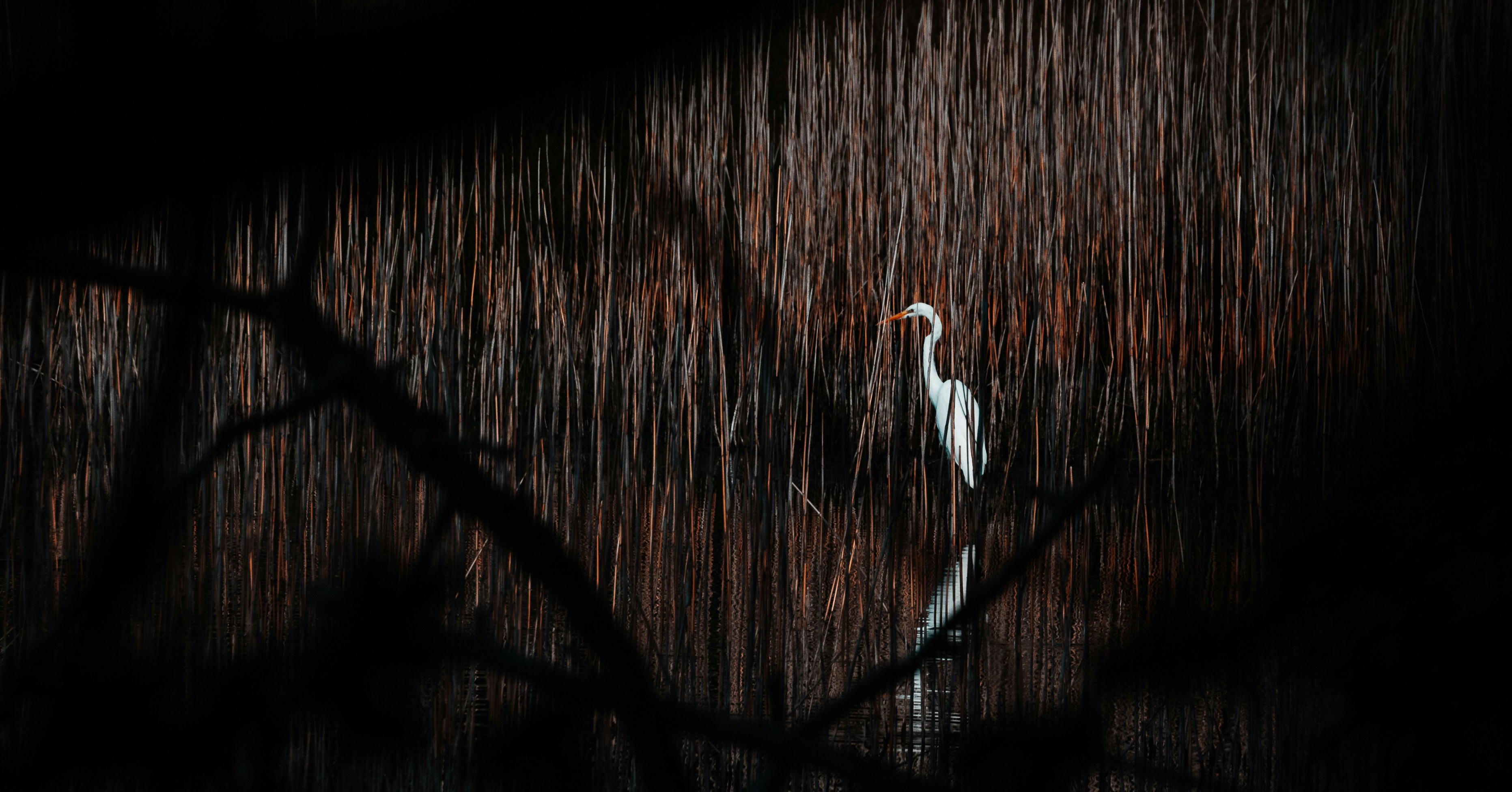 The ardea alba hunt in the wild.