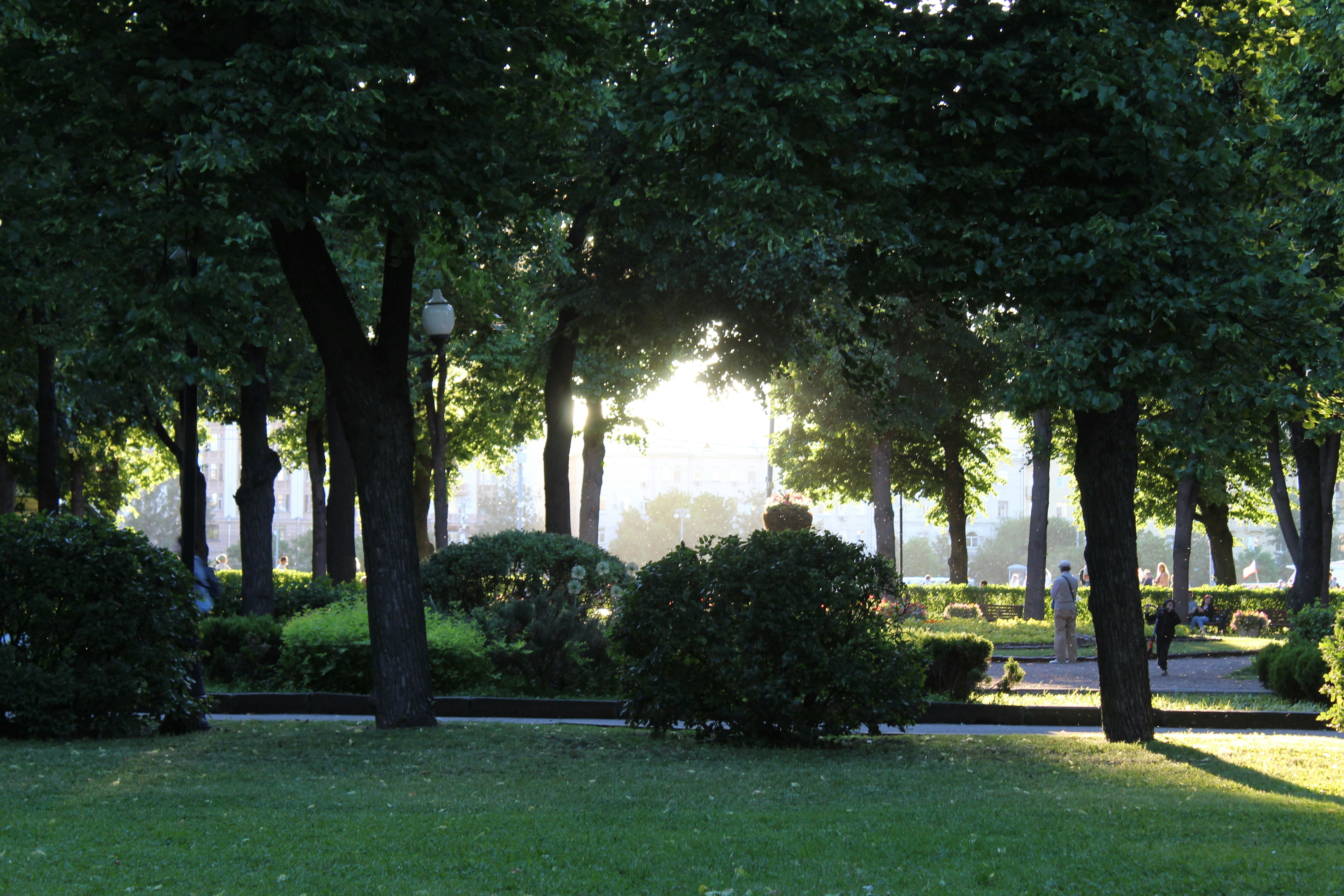 A park with trees and bushes photo – Free Gorky park Image on Unsplash