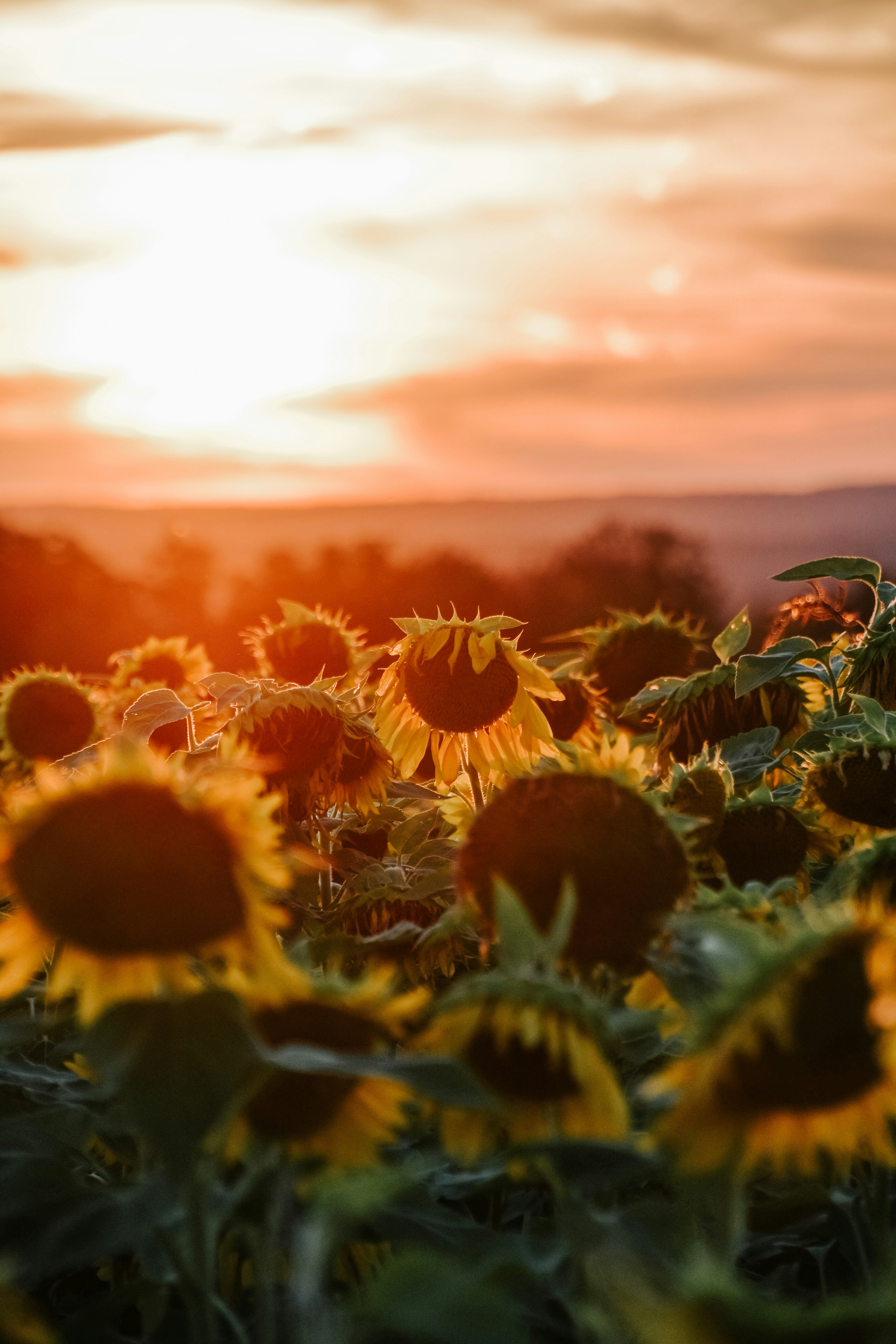 A field of sunflowers photo – Free Flower Image on Unsplash