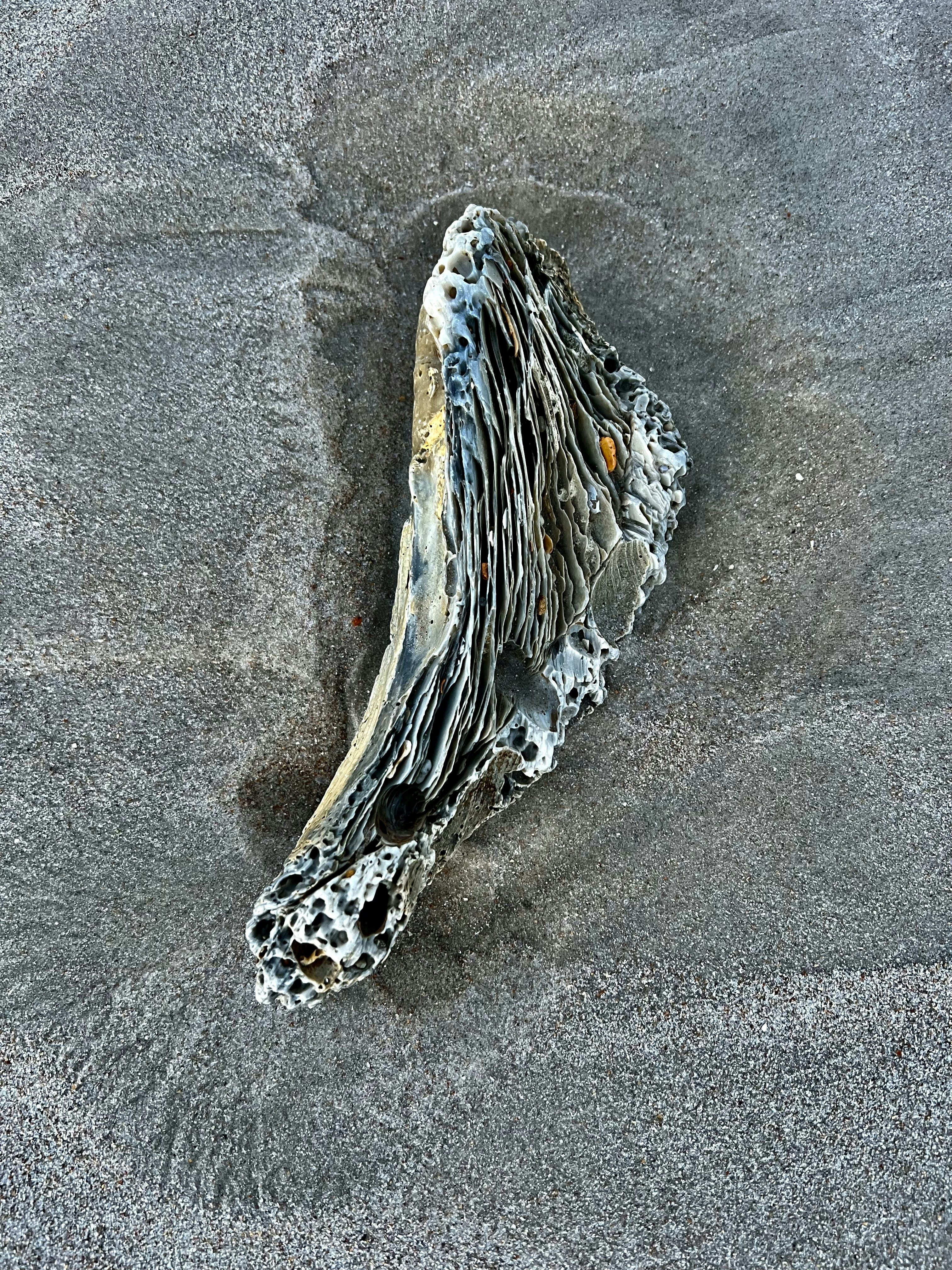 a snake on the ground