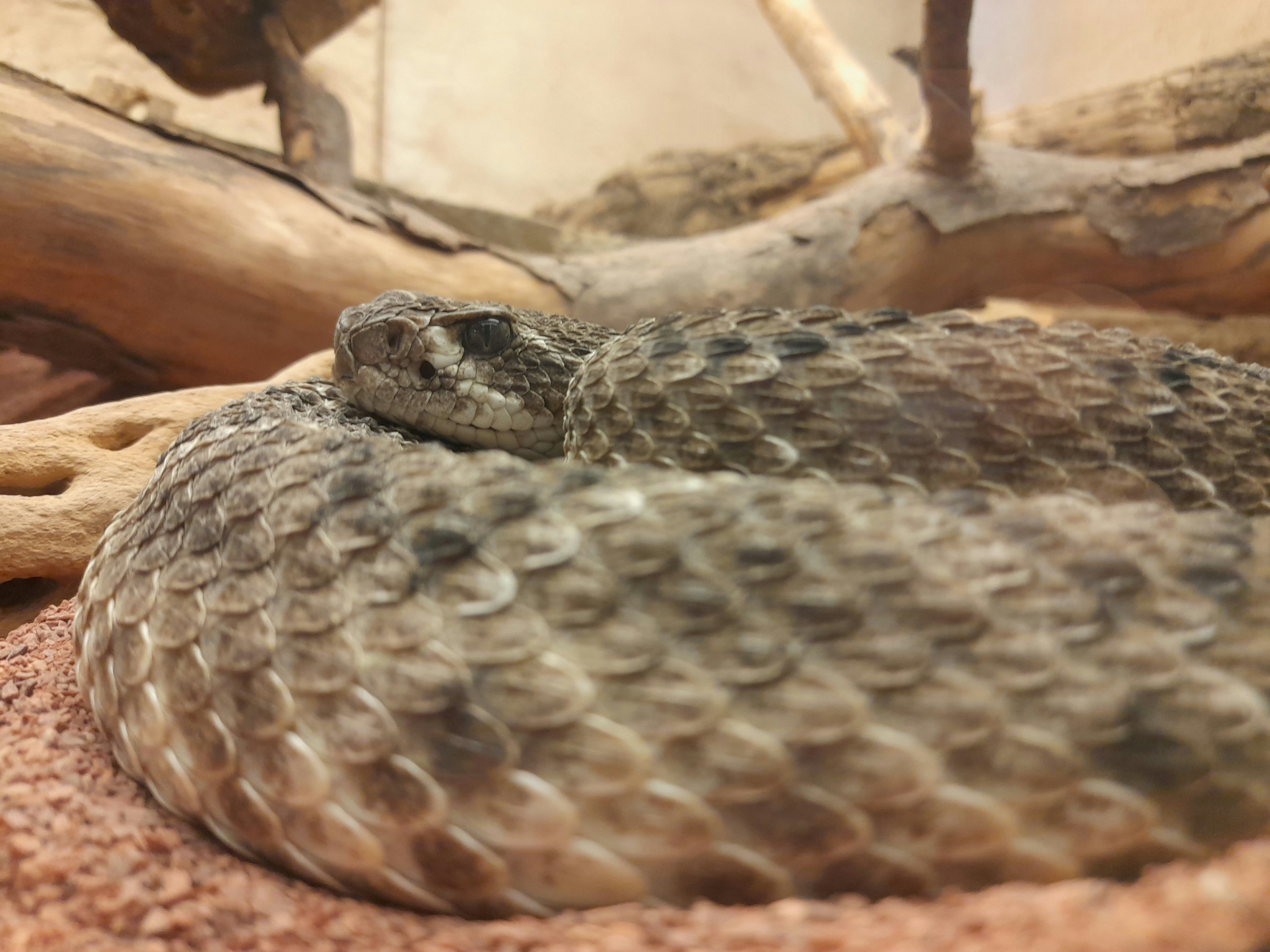 A snake lying on a wood surface photo – Free Snake Image on Unsplash