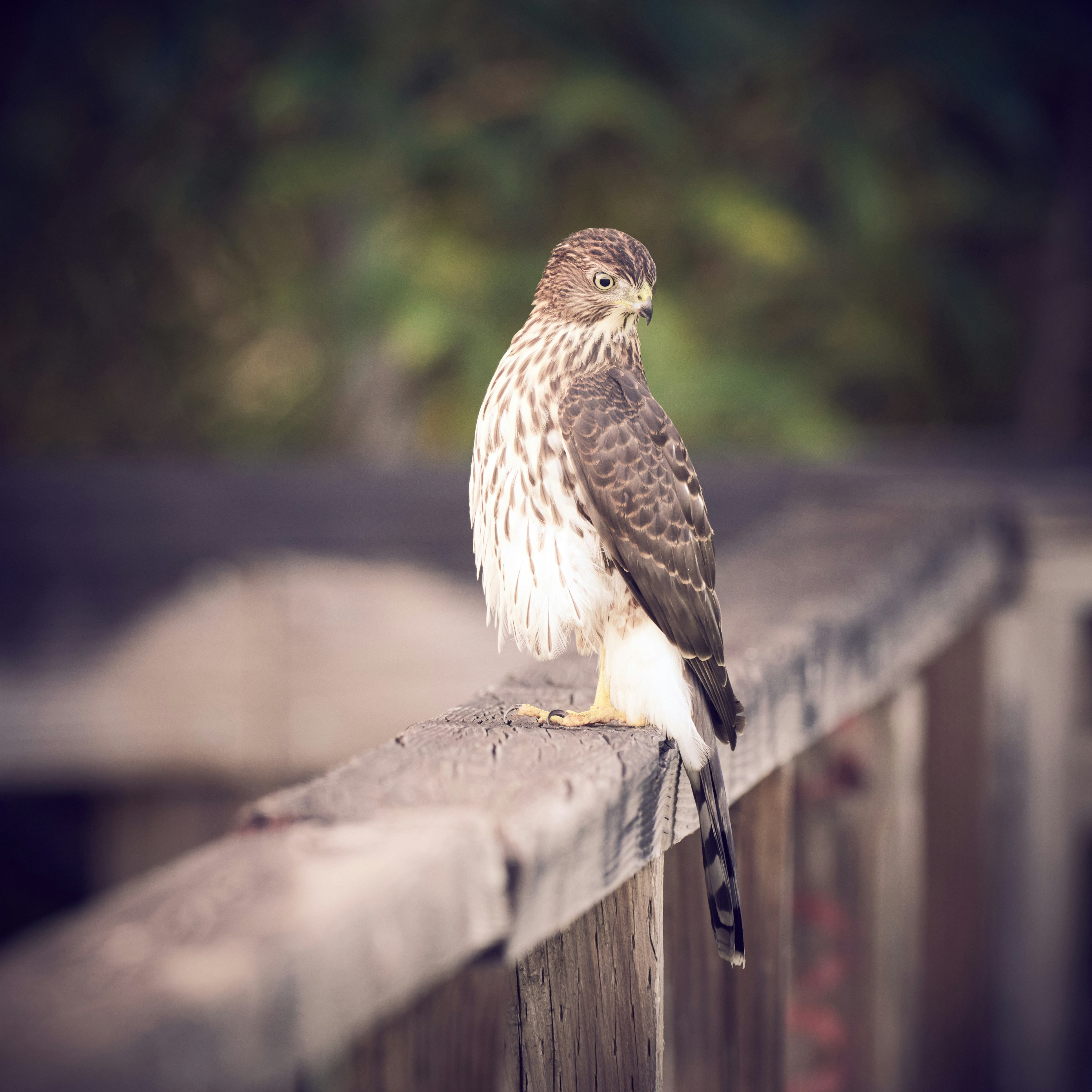 Watchful on the Rail: A juvenile falcon perches along a wooden railing