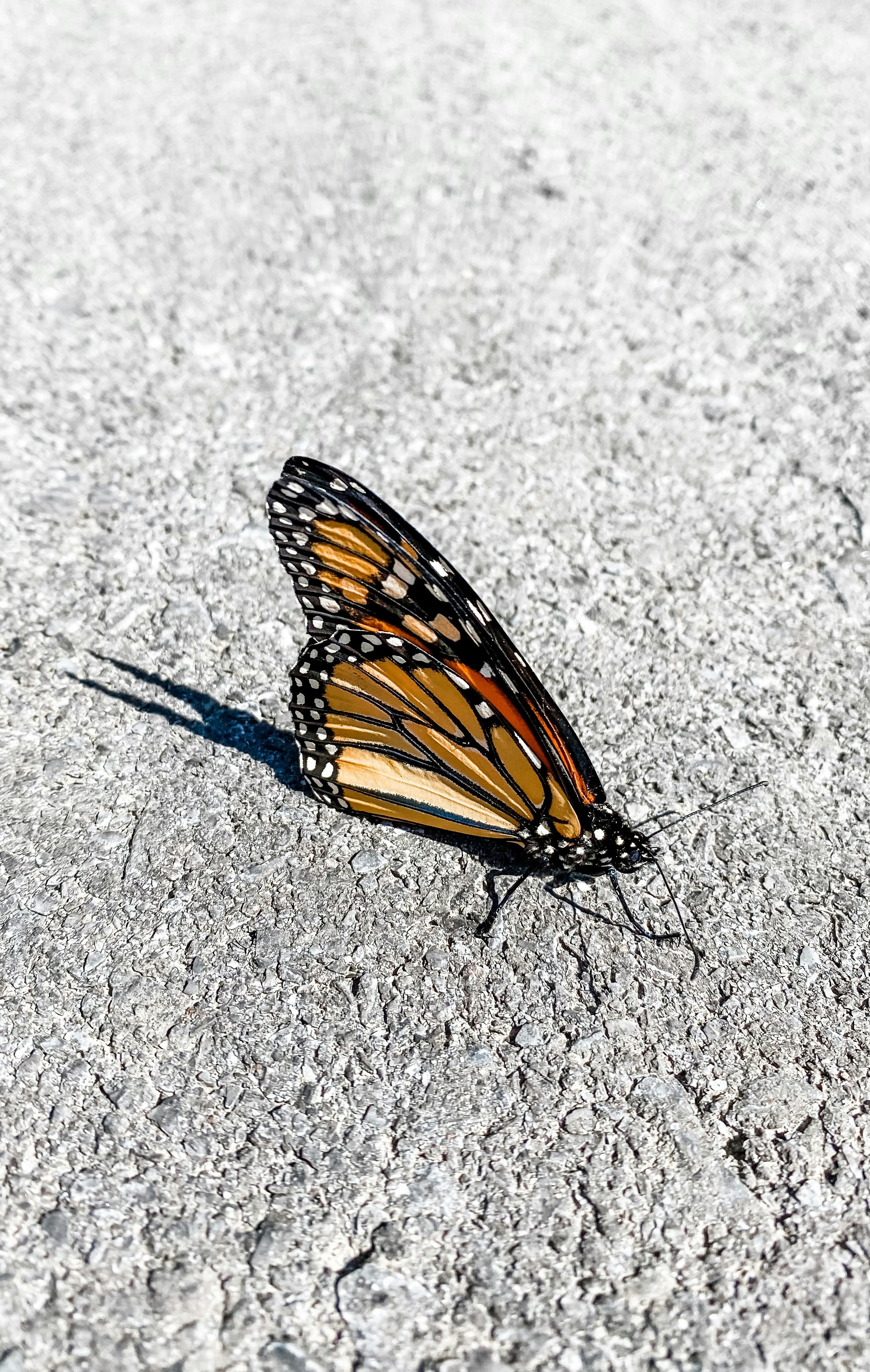 Nature's Fragile Artisan: The Monarch's Solitary Dance
