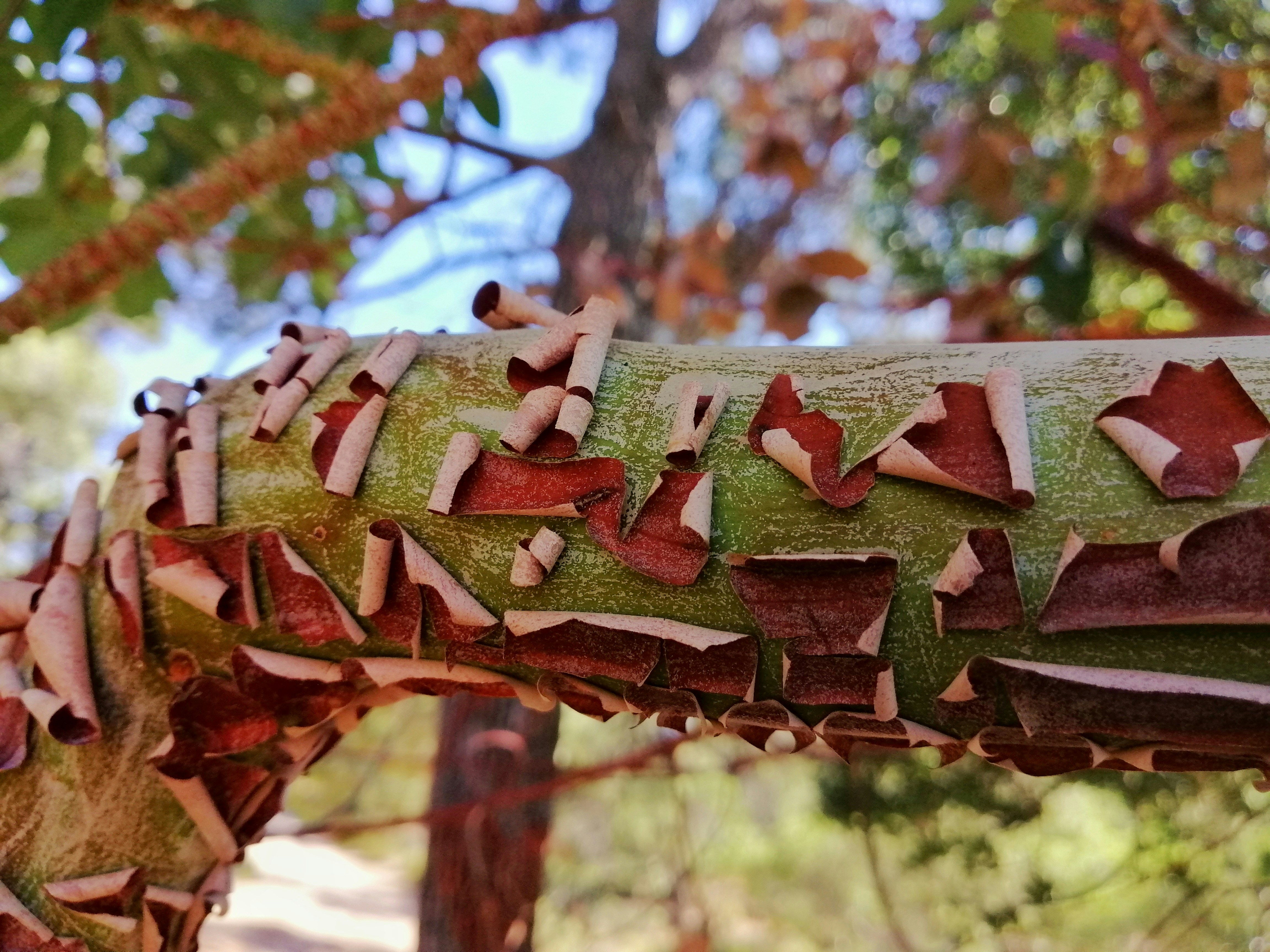 Close-up of a tree branch showcasing unique, peeling bark patterns in shades of green and brown. The texture highlights the intricate details of nature's design.