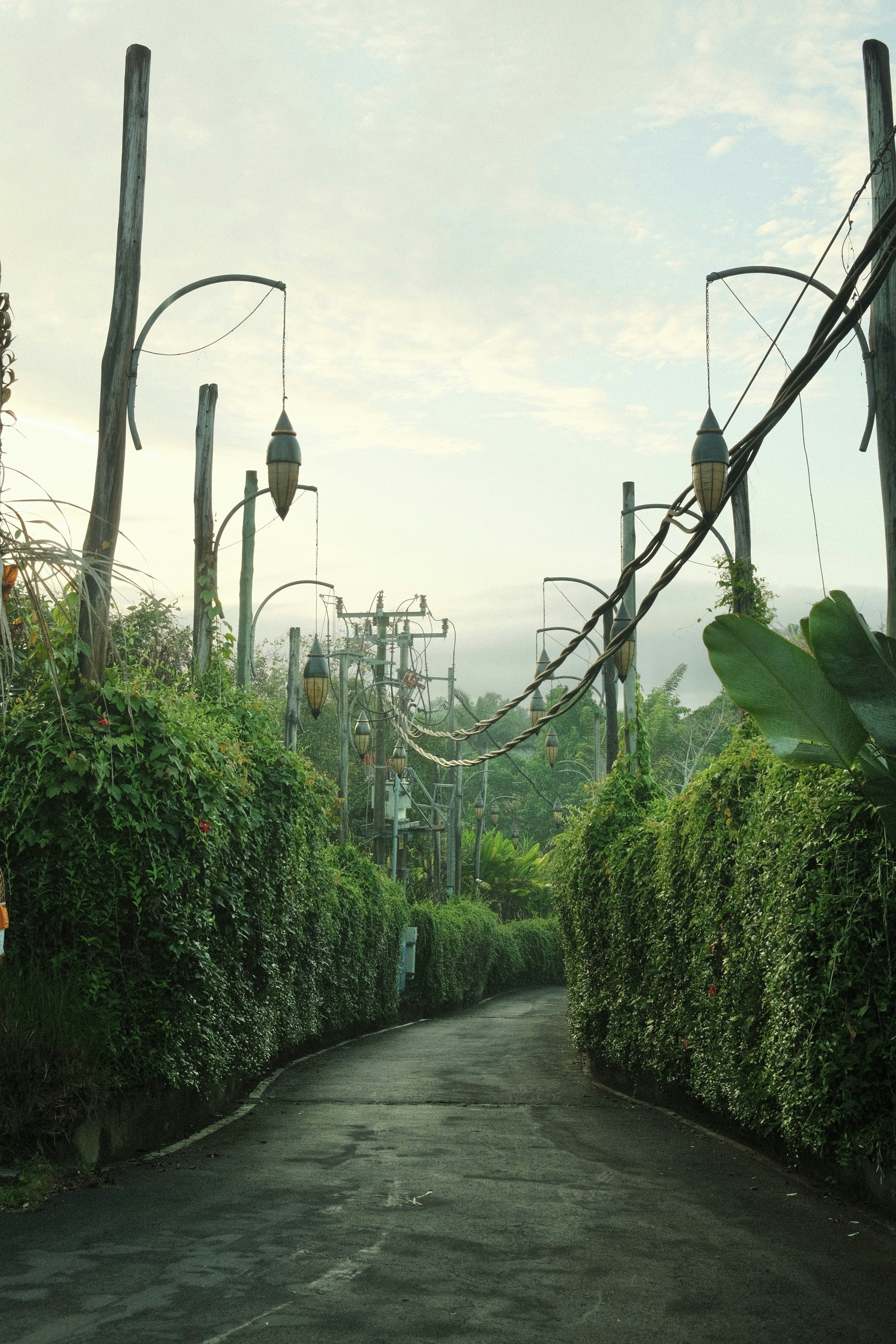 Trail of Lanterns: A Verdant Sojourn Down an Umbrellaed Lane