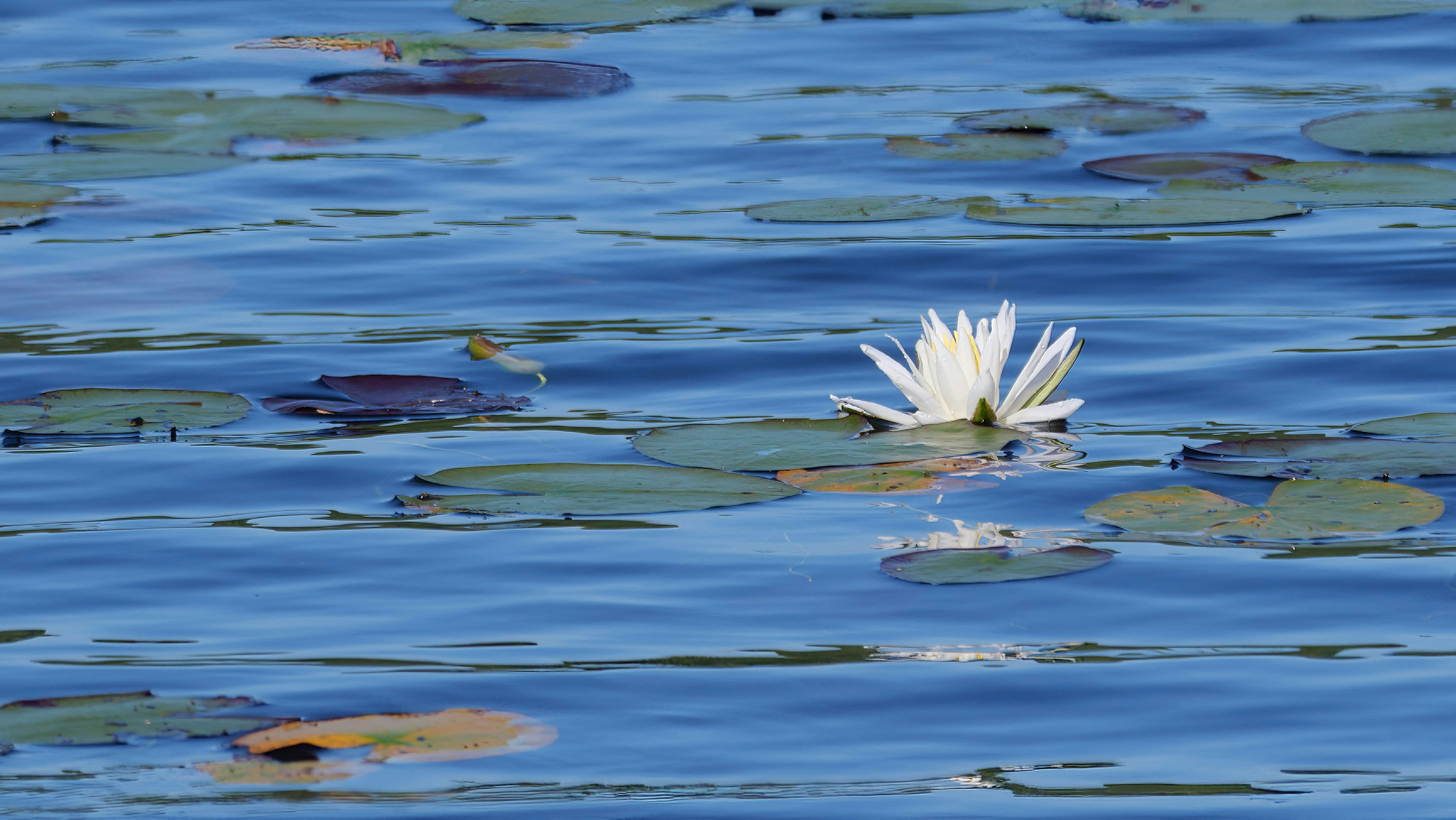 Floating Lily in a Quiet Blue Mirror
