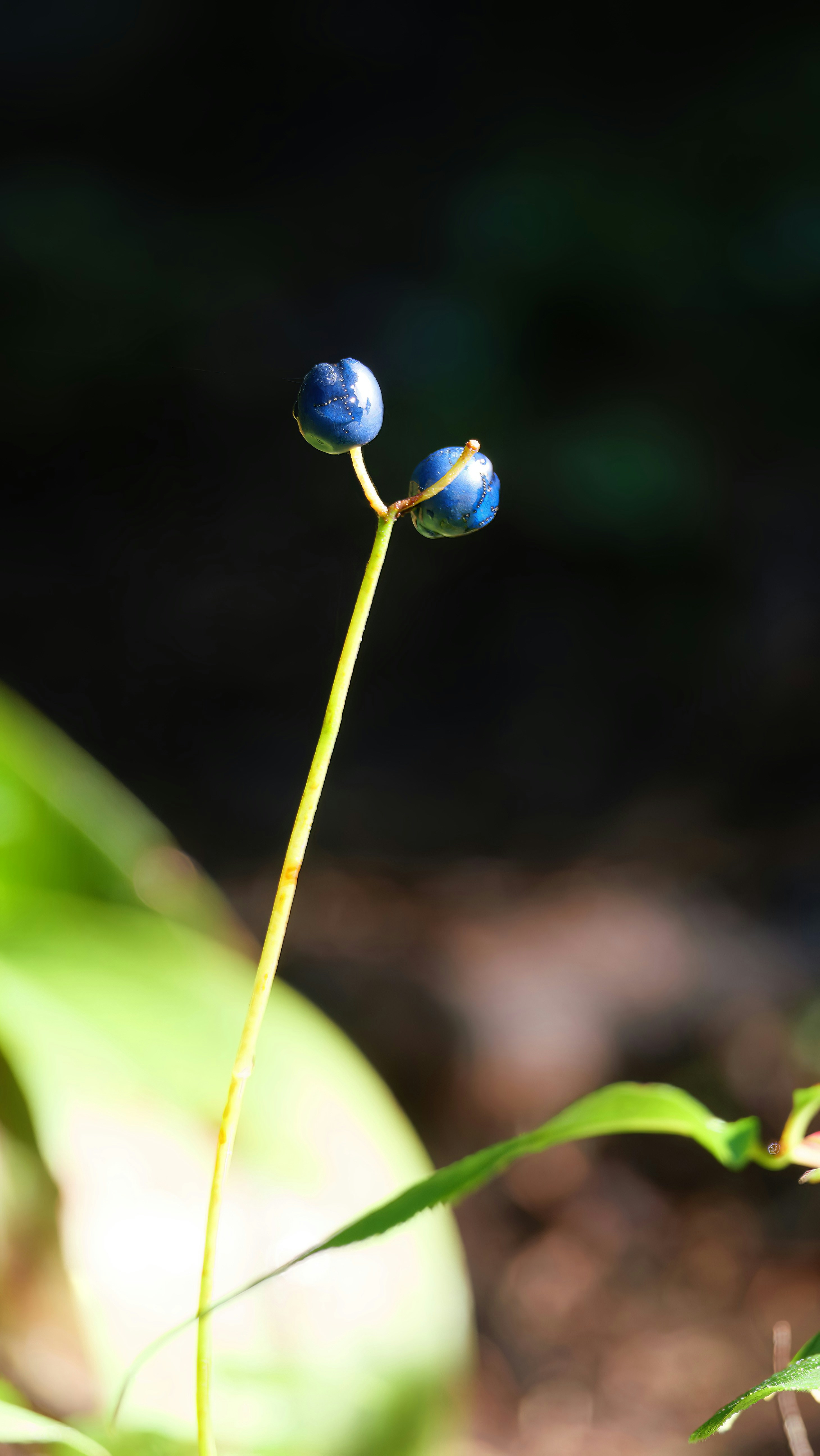 a close up of a blue bug on a green stem