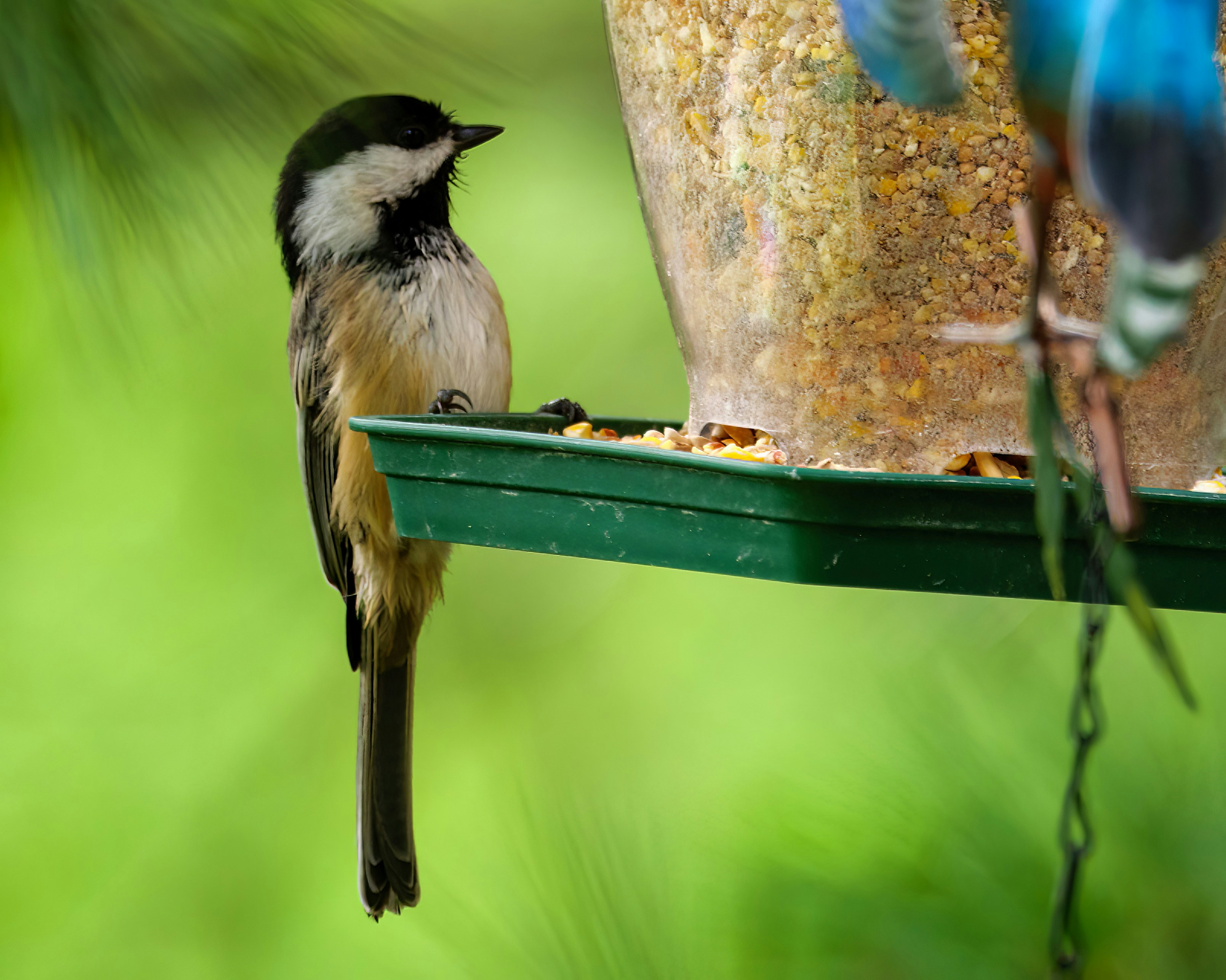 A bird eating seeds from a bird feeder photo – Free Lac clermoustier ...