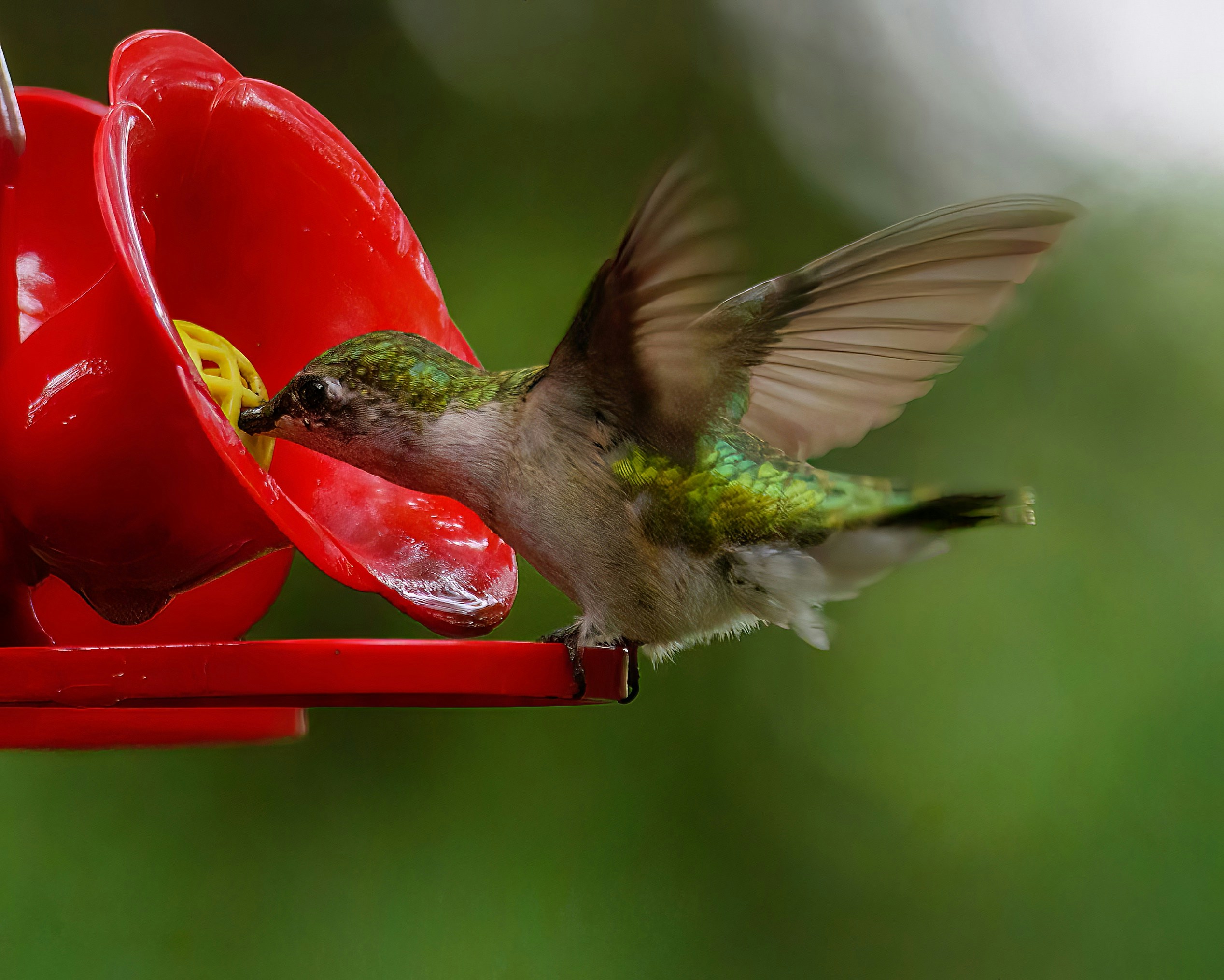 A bird flying to a feeder photo – Free Lac clermoustier Image on Unsplash