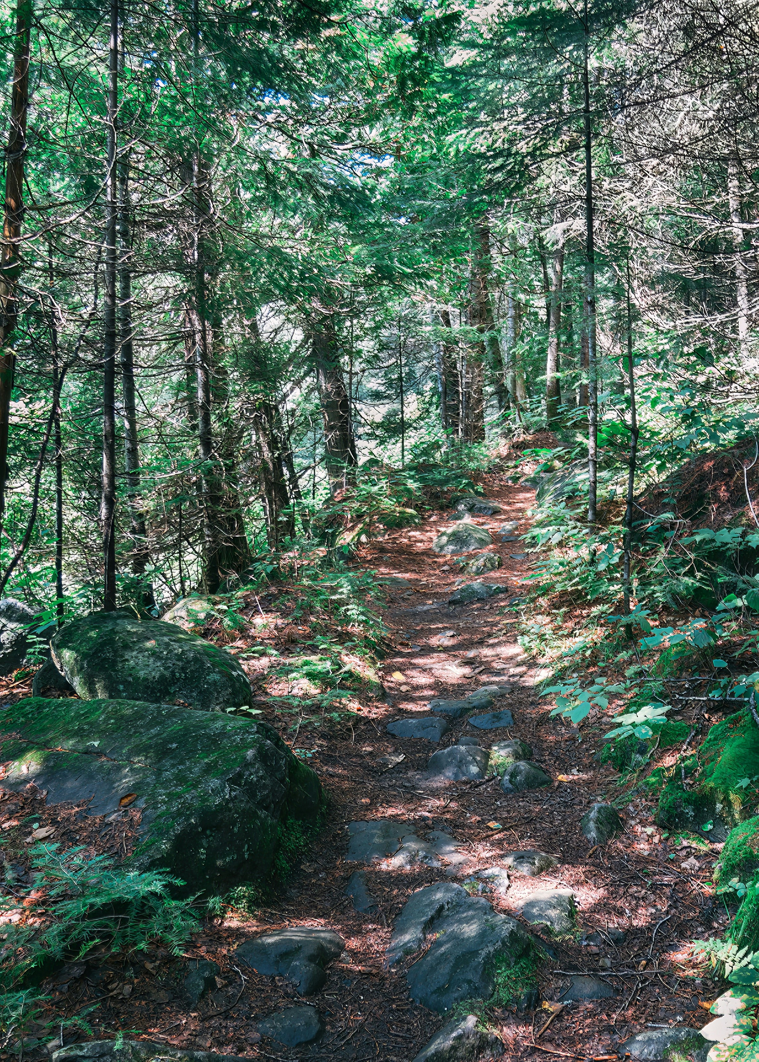 Un chemin dans les bois photo – Photo Parc régional forêt ouareau ...