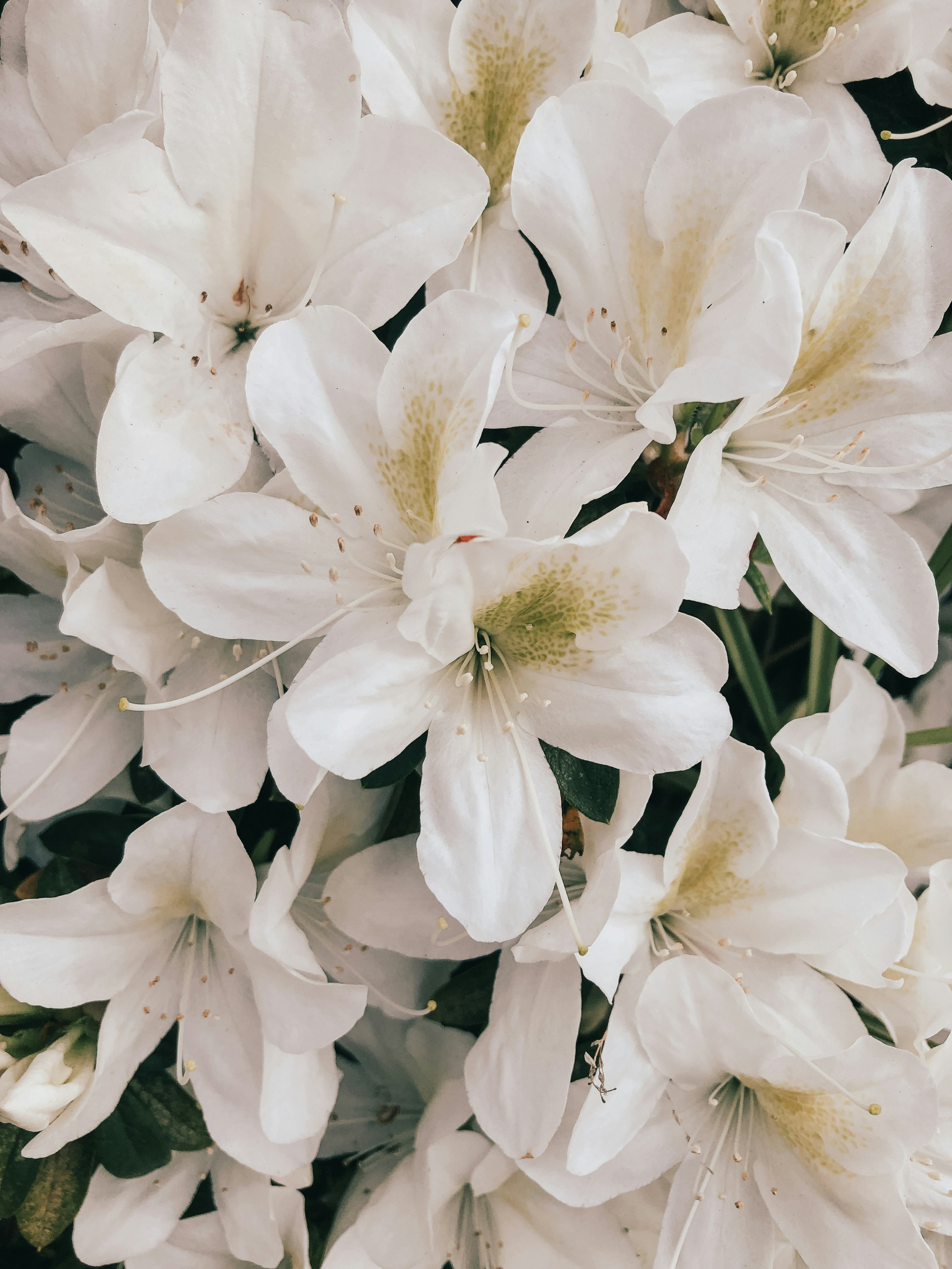 White Flowers Tumblr