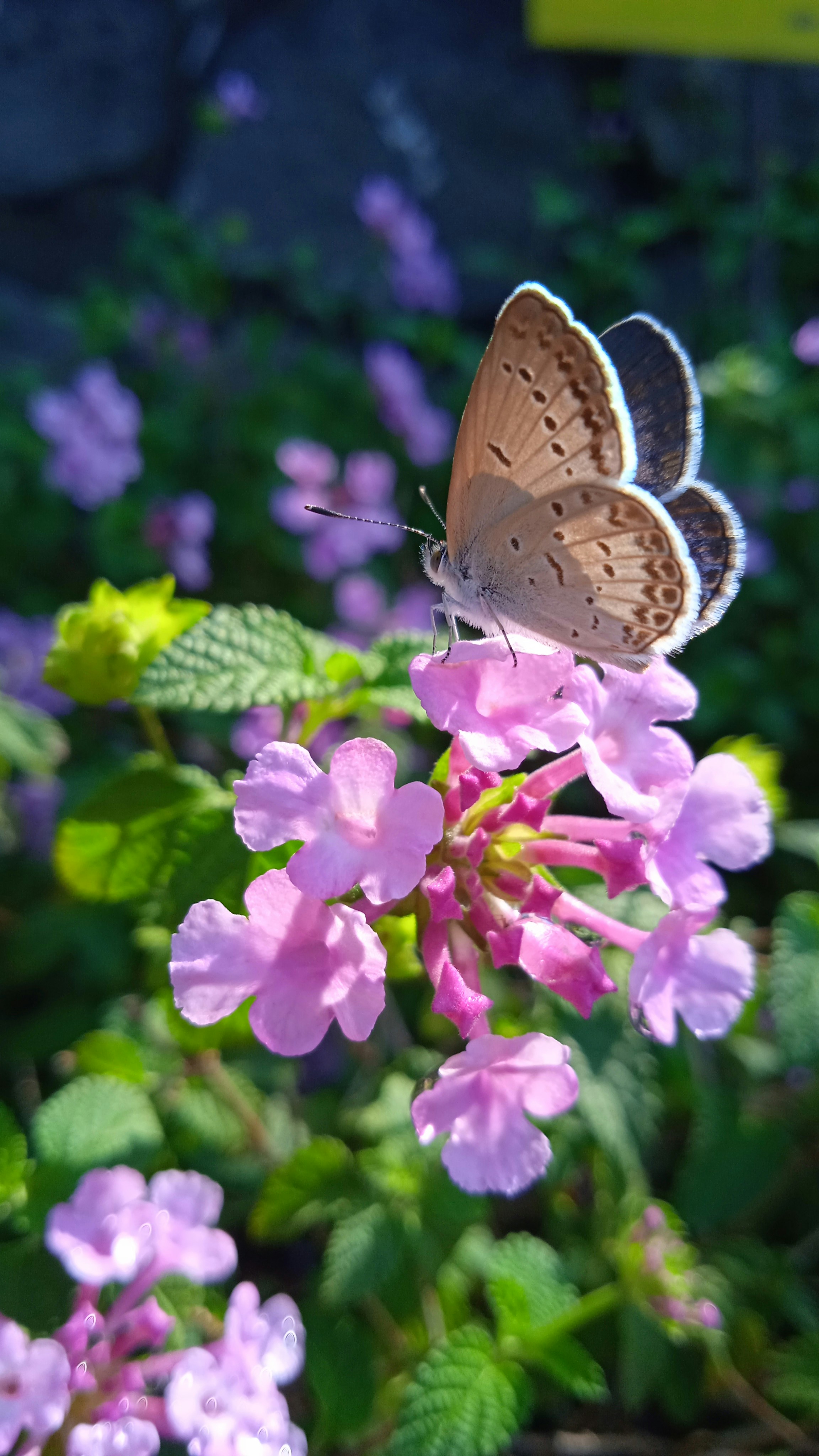 Nectar in Focus: A Butterfly Perches on Pink Lantana Amid Sunlit Garden