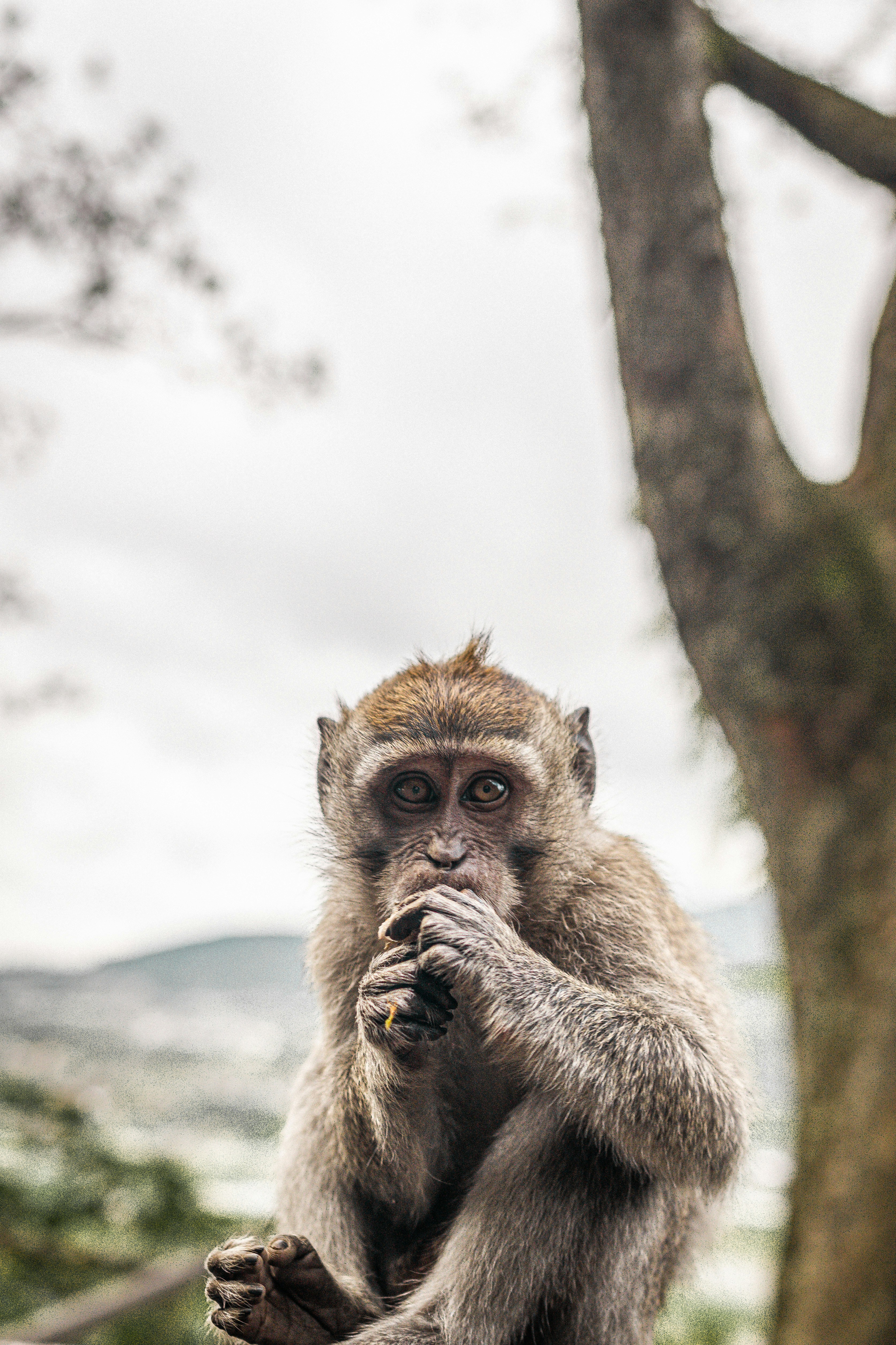 Contemplative Macaque at the Edge of a Misty Valley