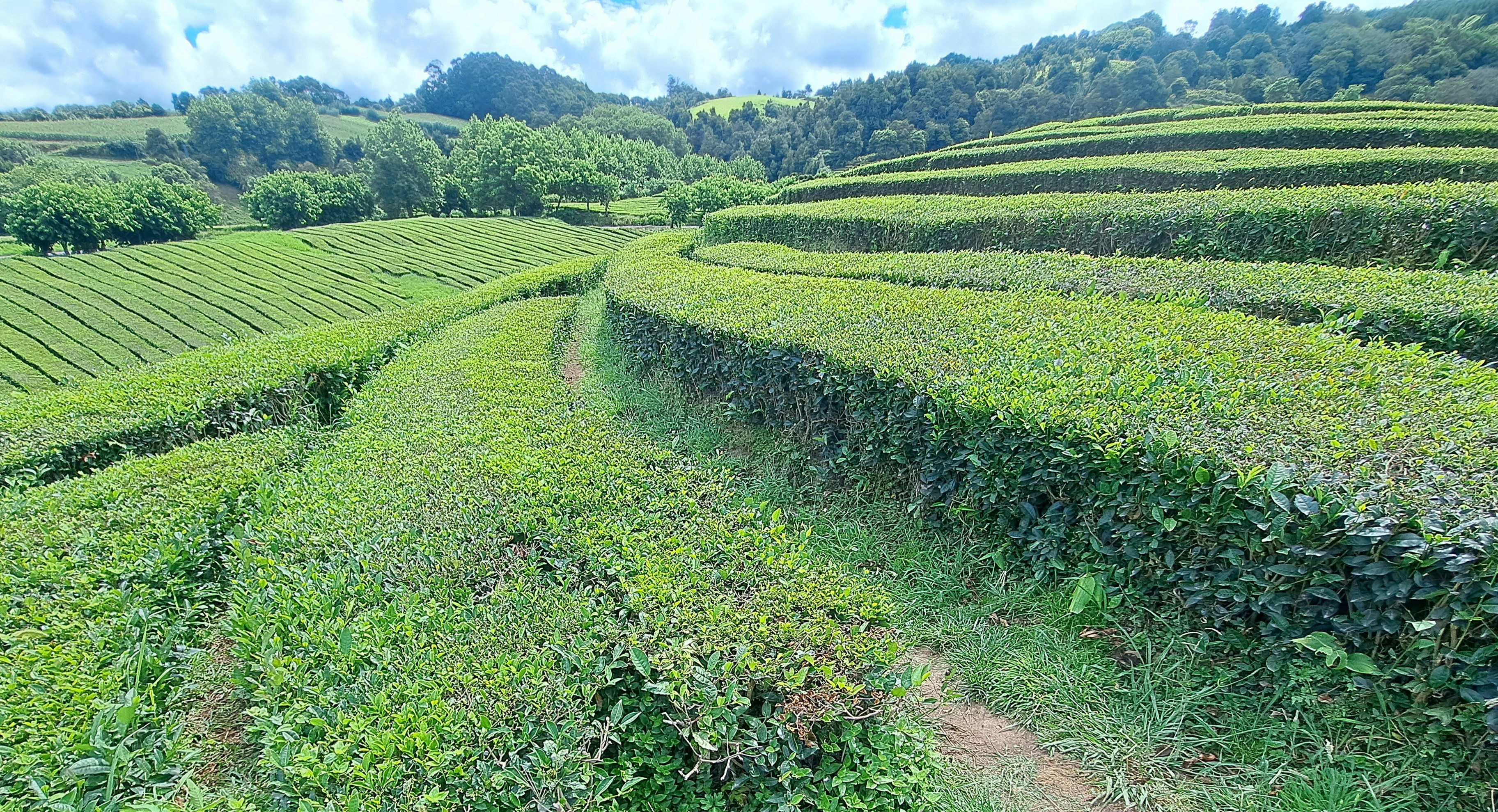 A photograph captures emerald tea terraces winding along a sunlit hillside, with a narrow dirt path cutting through the rows.