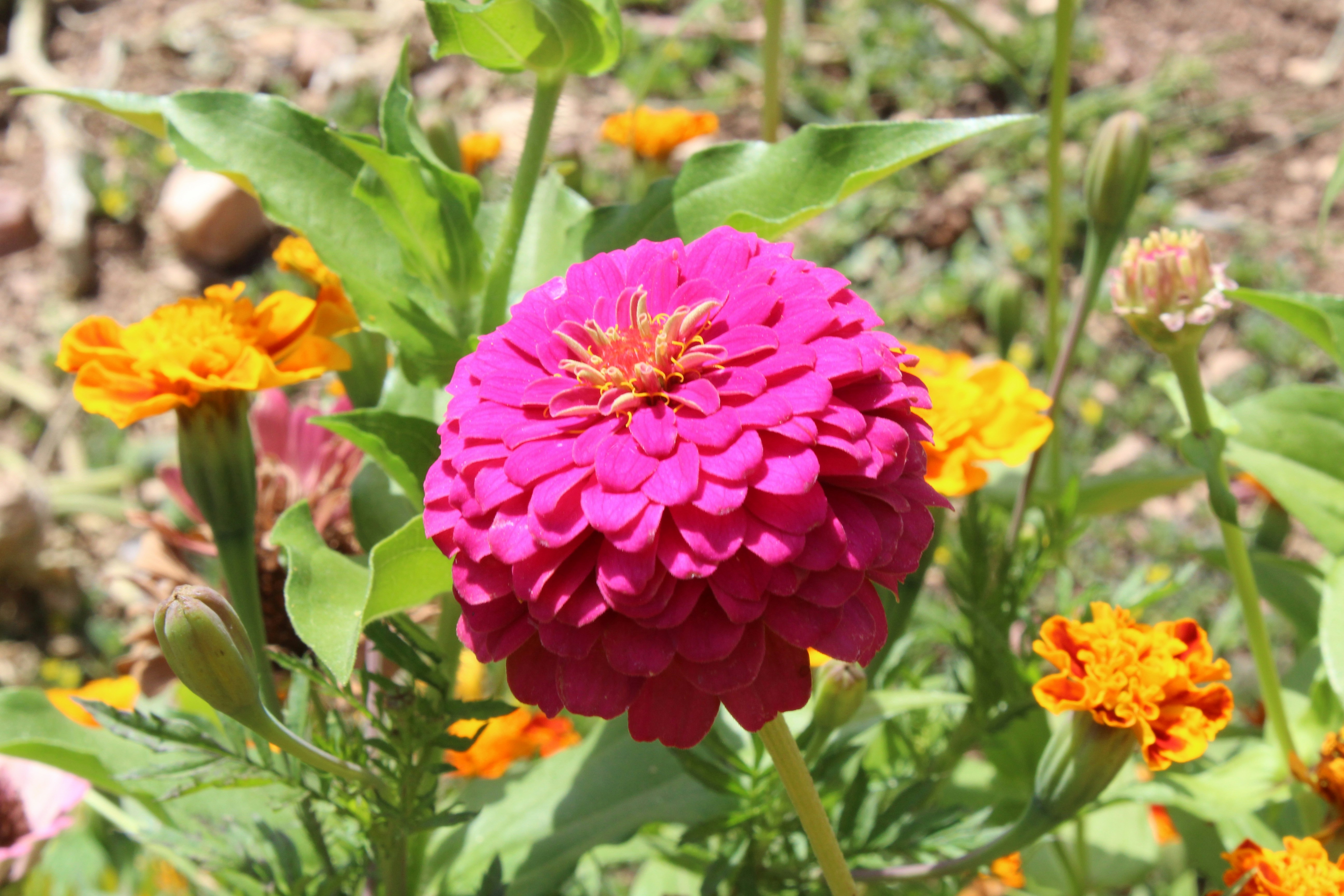 a pink flower with yellow and red petals