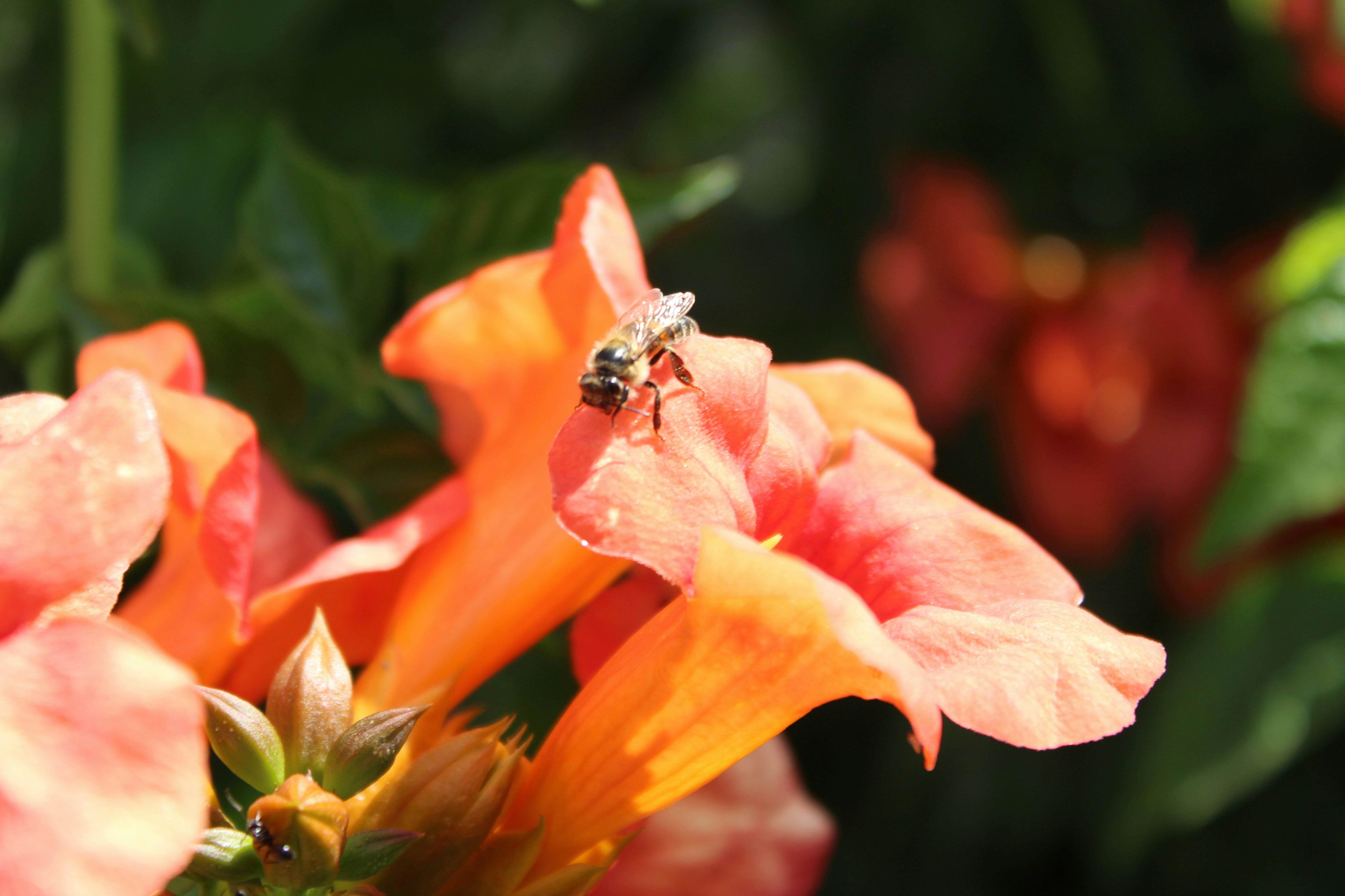a bee on a flower