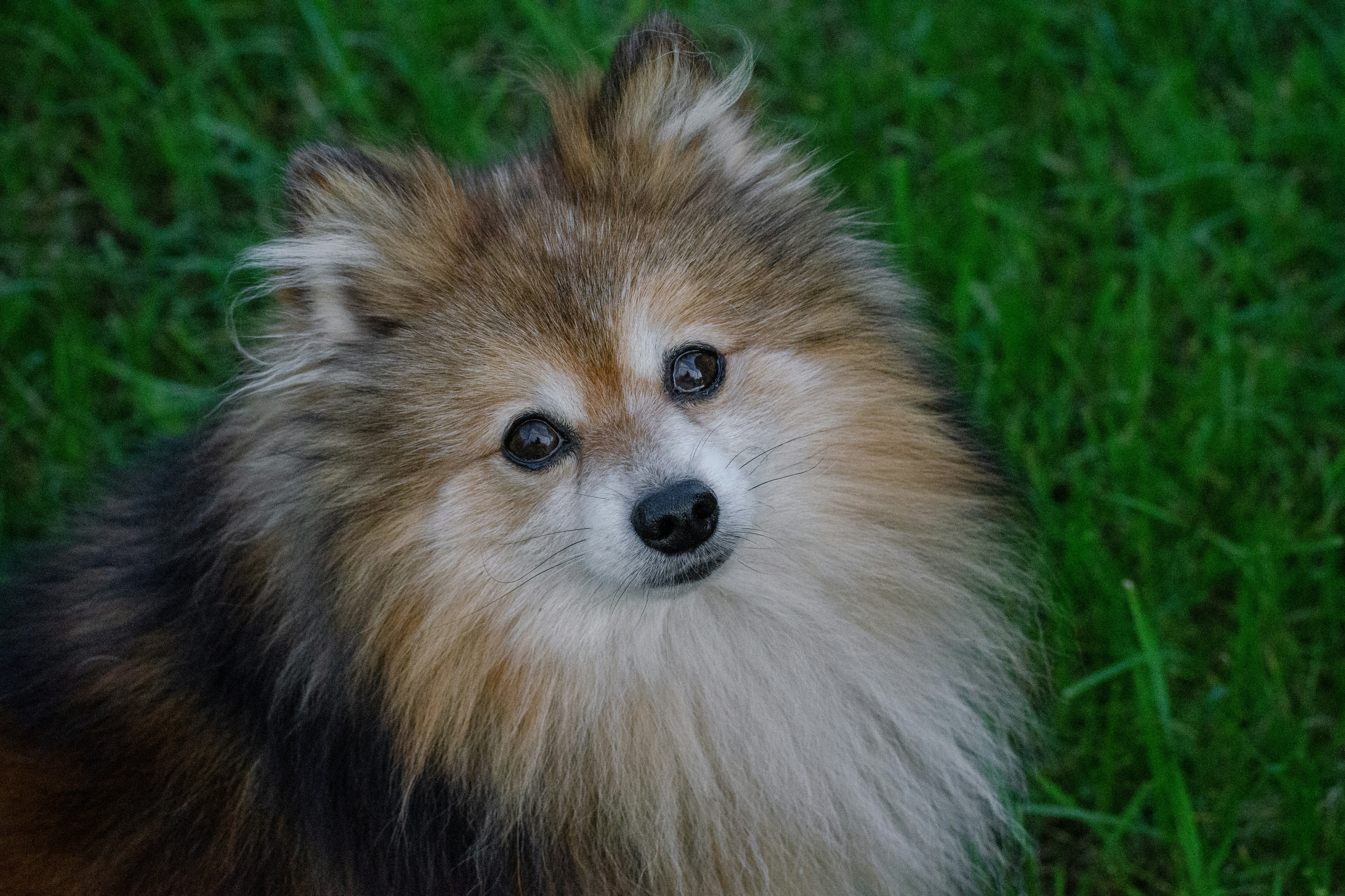 Curious Fluff: A Pomeranian's Gentle Gaze in Grass
