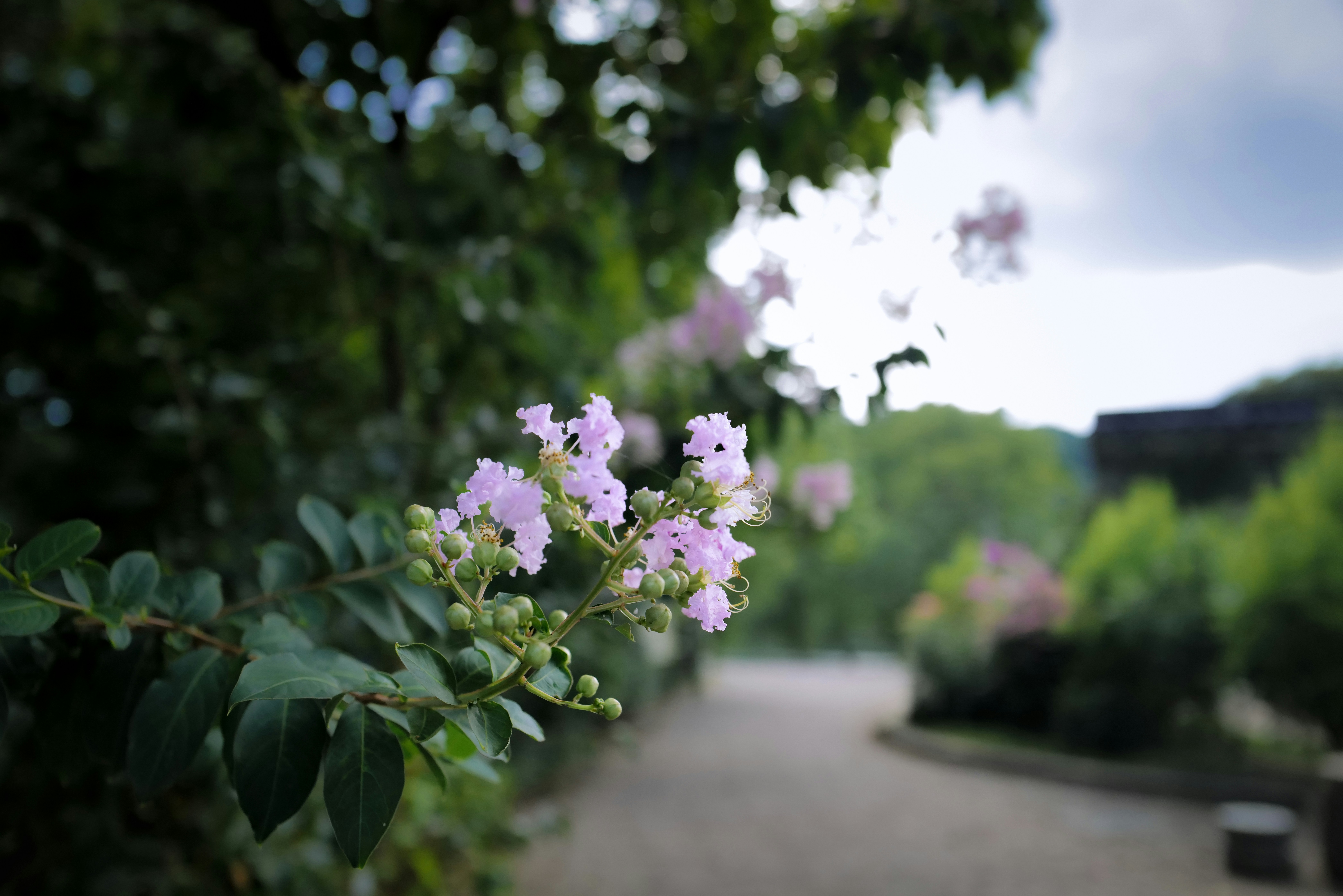 Pastel Crepe Myrtle Framing a Quiet Garden Path