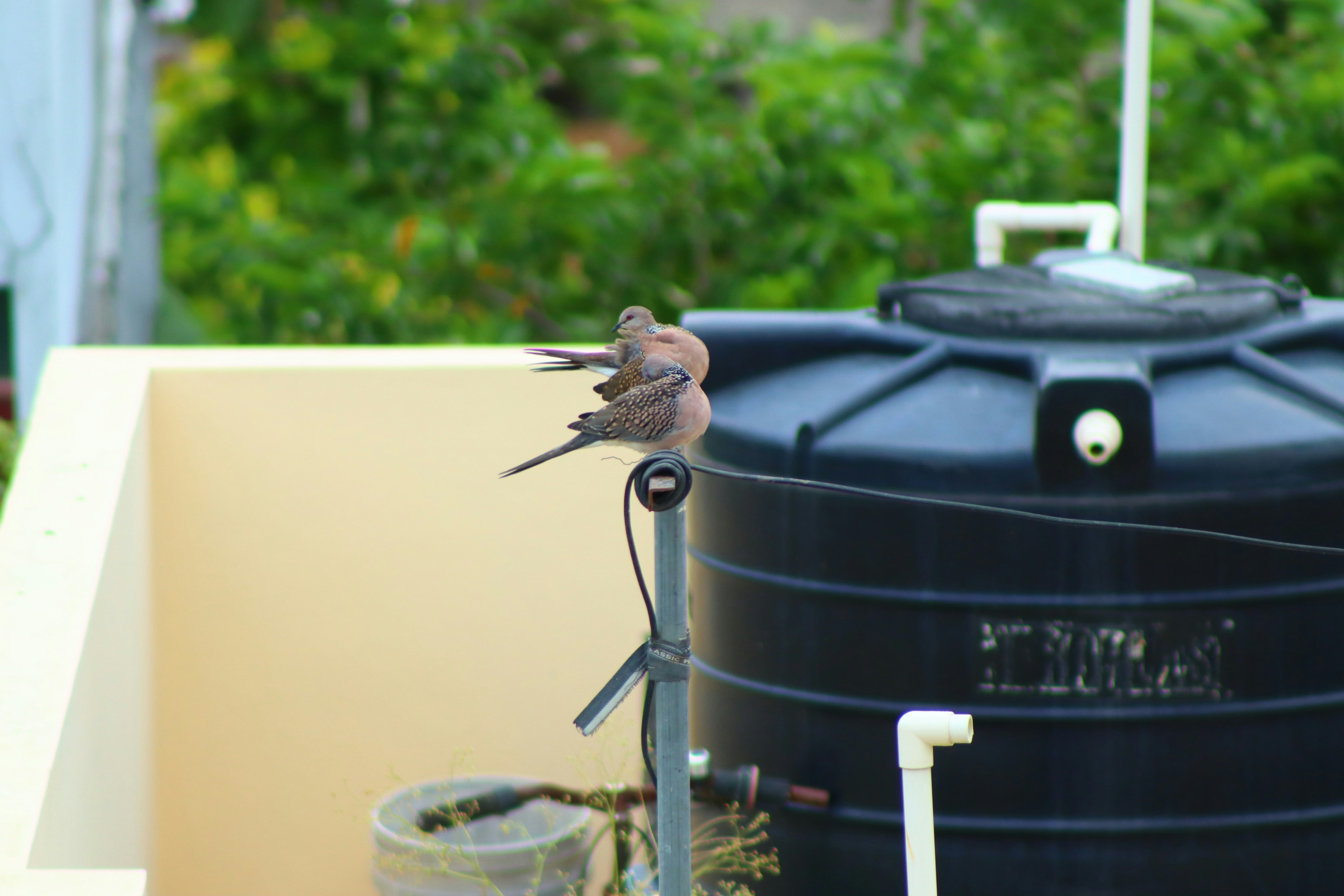 Sparrow on a Metal Hook: Quiet Moment by a Rooftop Rain Tank