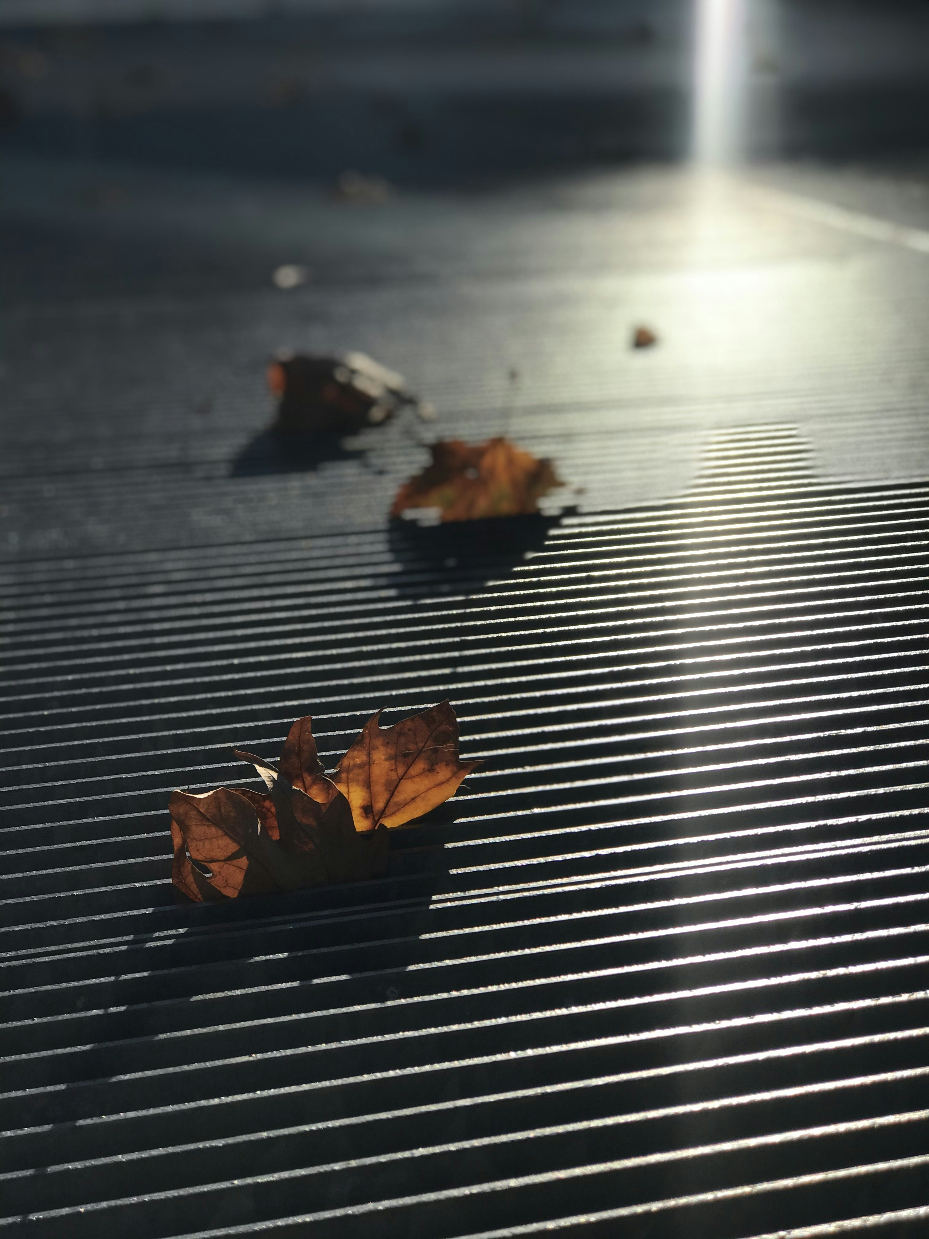 Leaf in the Spotlight on a Ribbed, Sunlit Surface