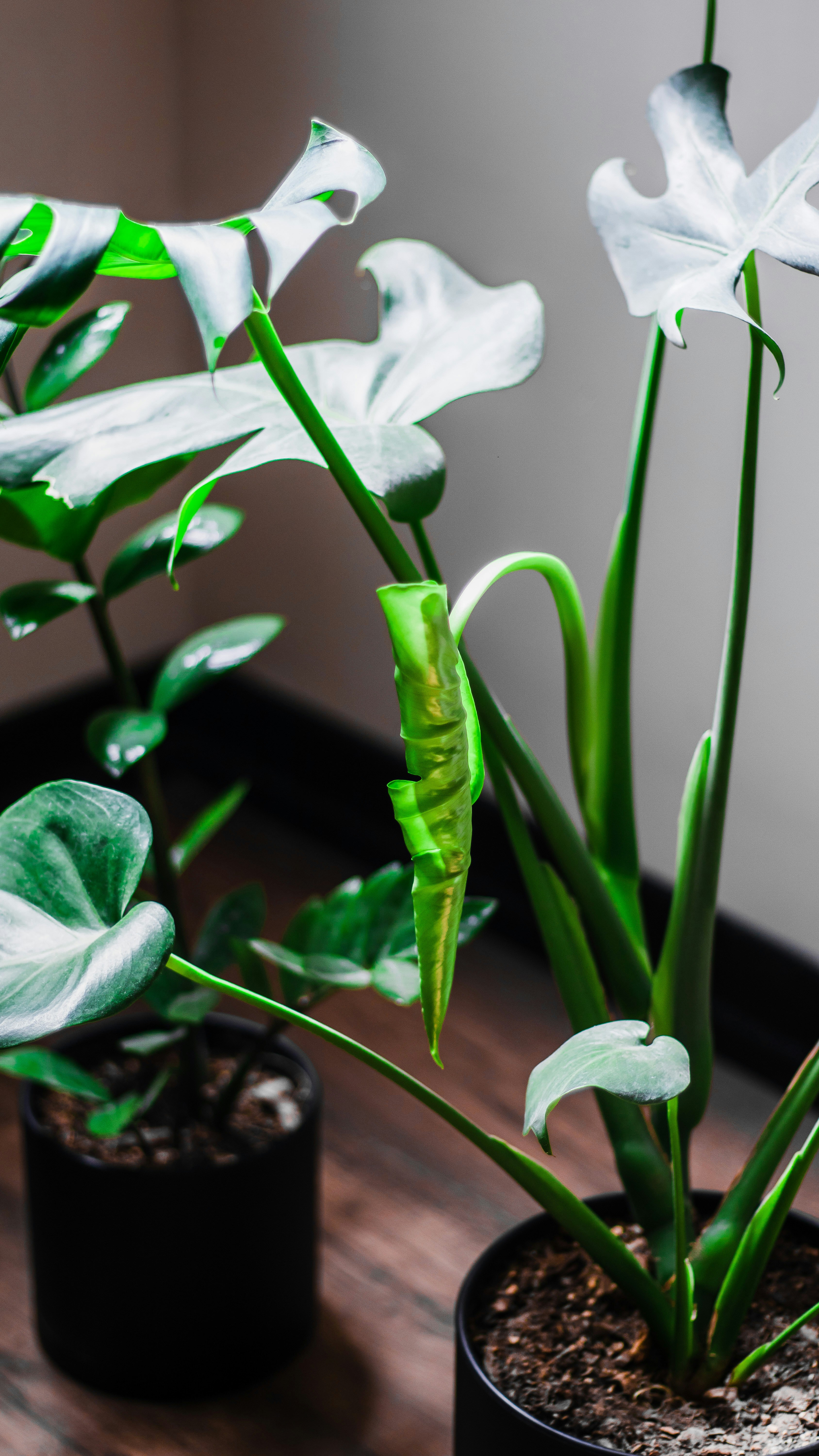 Curved Monstera Leaves in Quiet Indoor Light