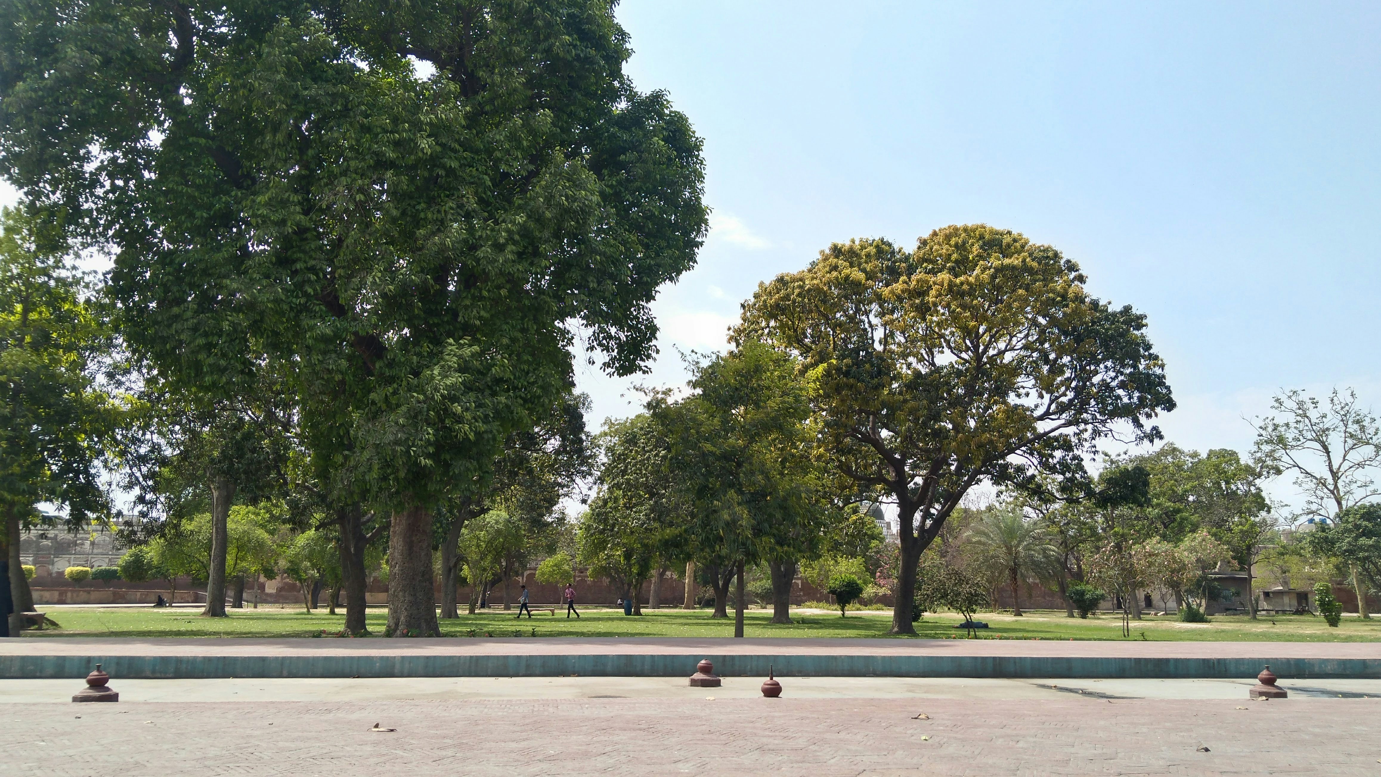 Expansive park scene with lush green trees under a clear blue sky.